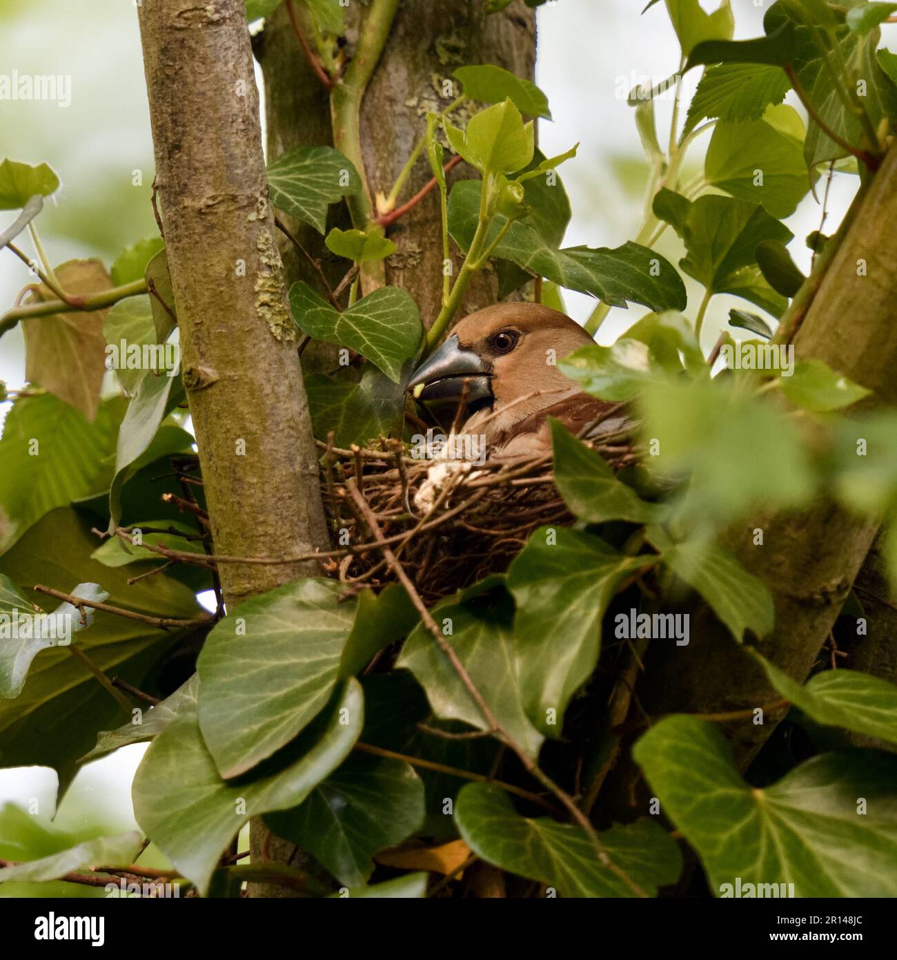 breeding... Hawfinch ( Coccothraustes coccothraustes ), brooding female ...