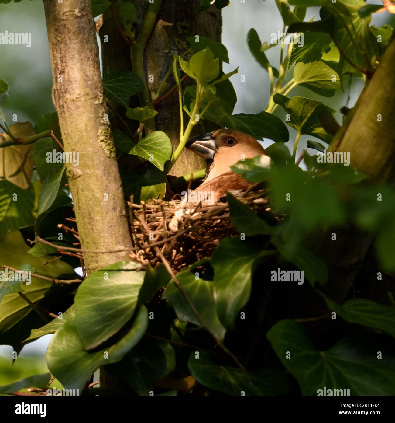 Well hidden nests hi-res stock photography and images - Alamy