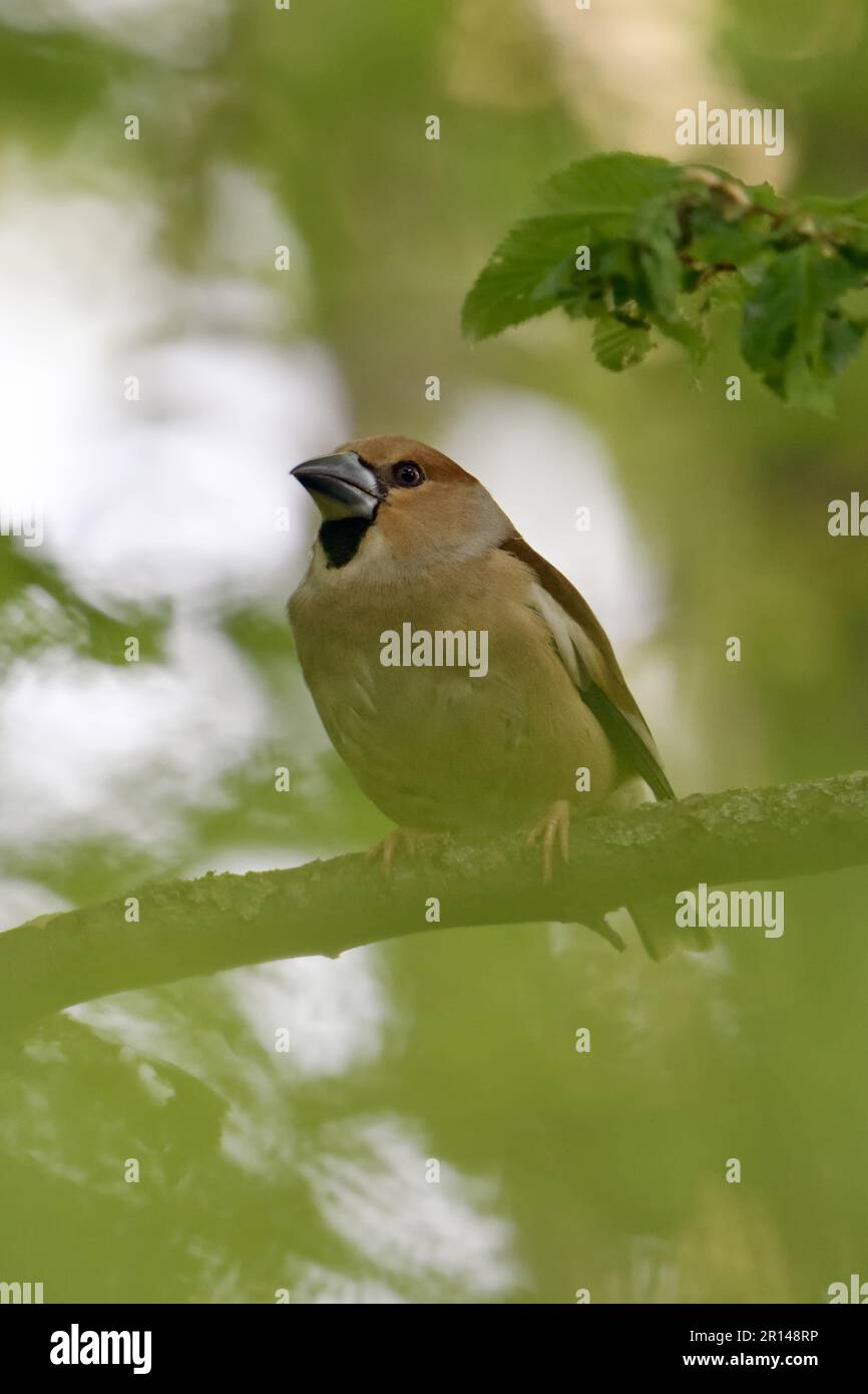 secretive bird... Hawfinch ( Coccothraustes coccothraustes ), female ...