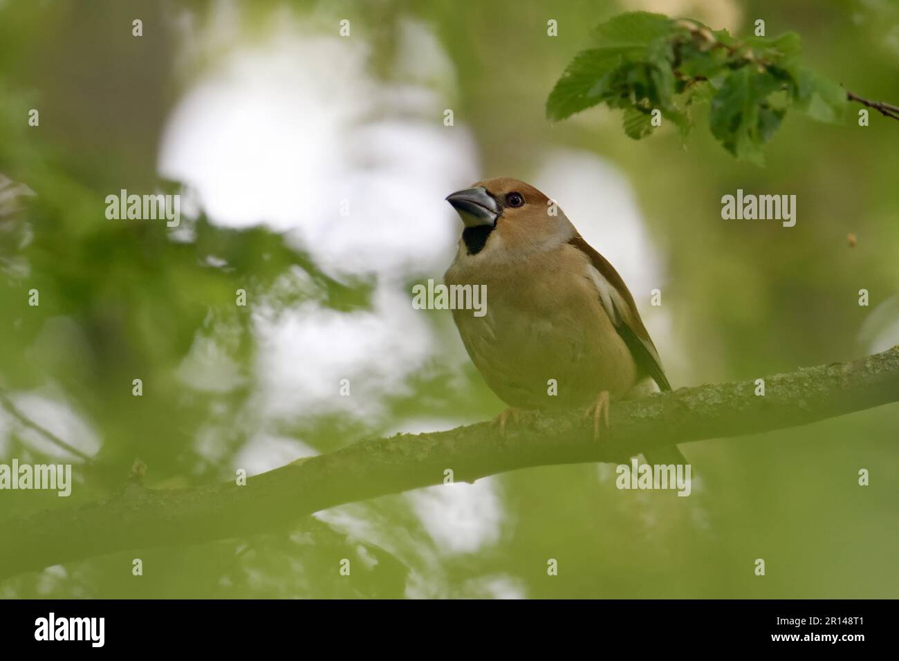 secretive bird... Hawfinch ( Coccothraustes coccothraustes ), female ...