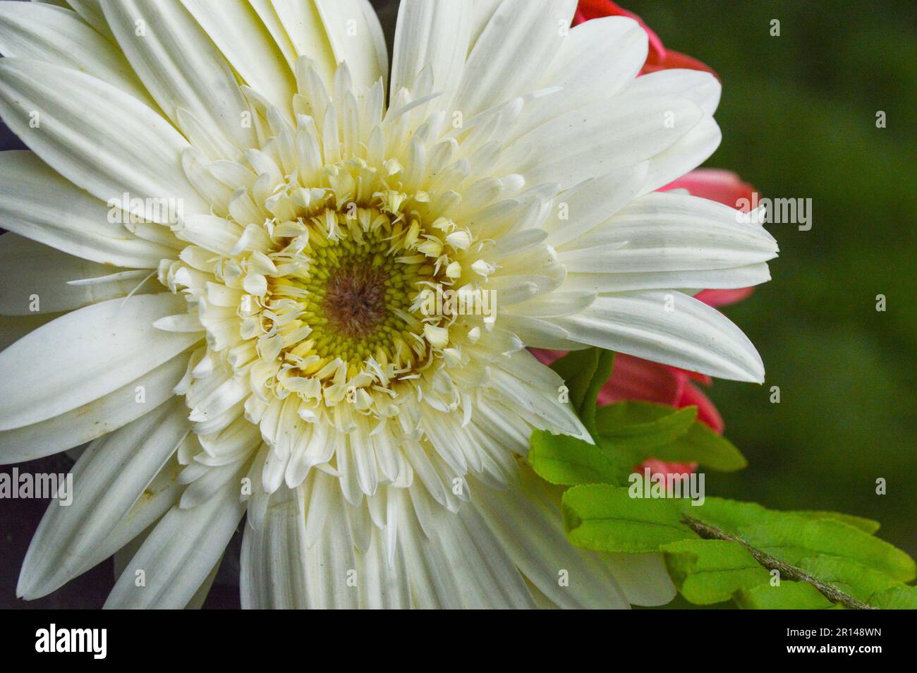Yellow Gerbera jamesonii is a famous flower across the world and is ...