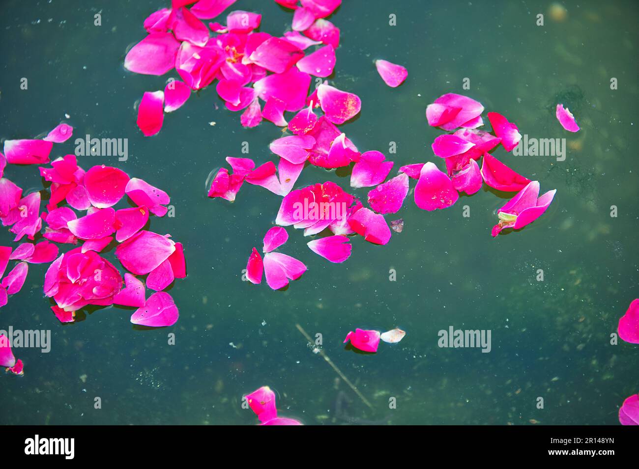 Petals of pink roses on the lake surface as offering to God Stock Photo ...