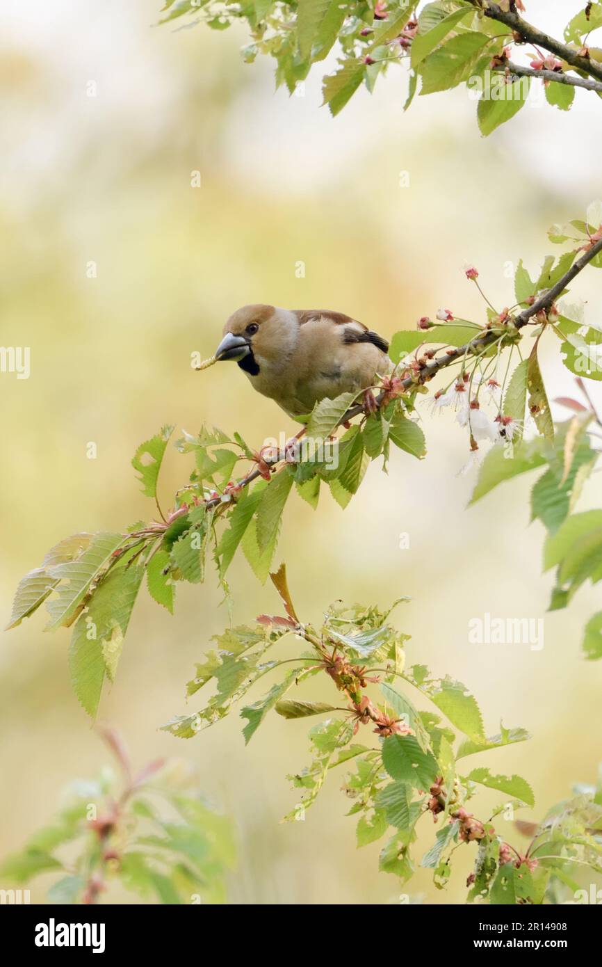 Foraging wild bird hi-res stock photography and images - Alamy