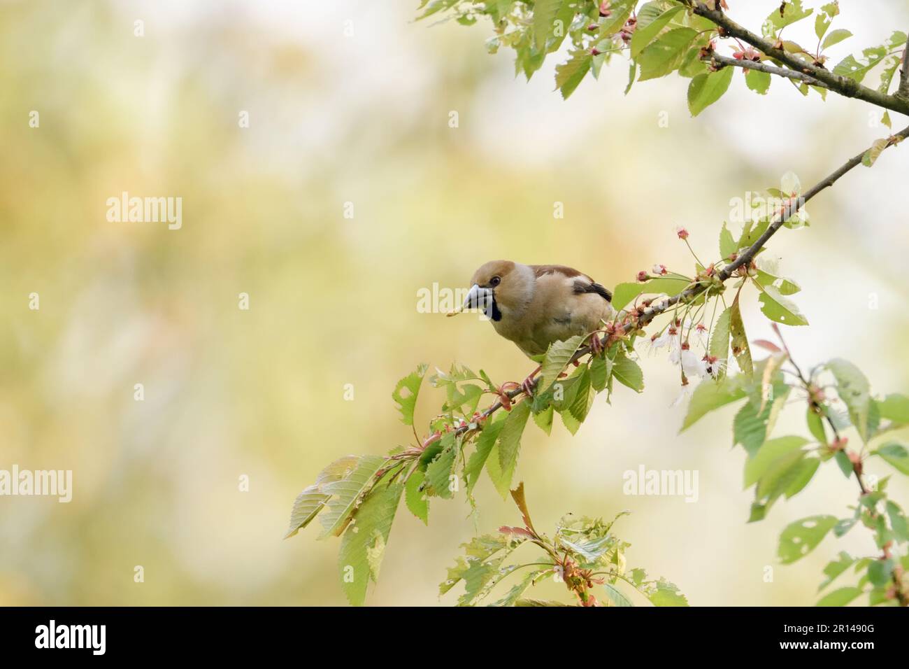 foraging... Hawfinch ( Coccothraustes coccothraustes ), female adult ...
