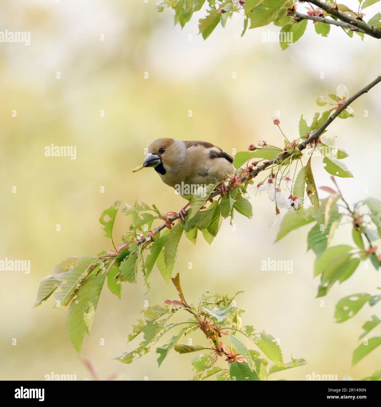 foraging... Hawfinch ( Coccothraustes coccothraustes ), female adult ...