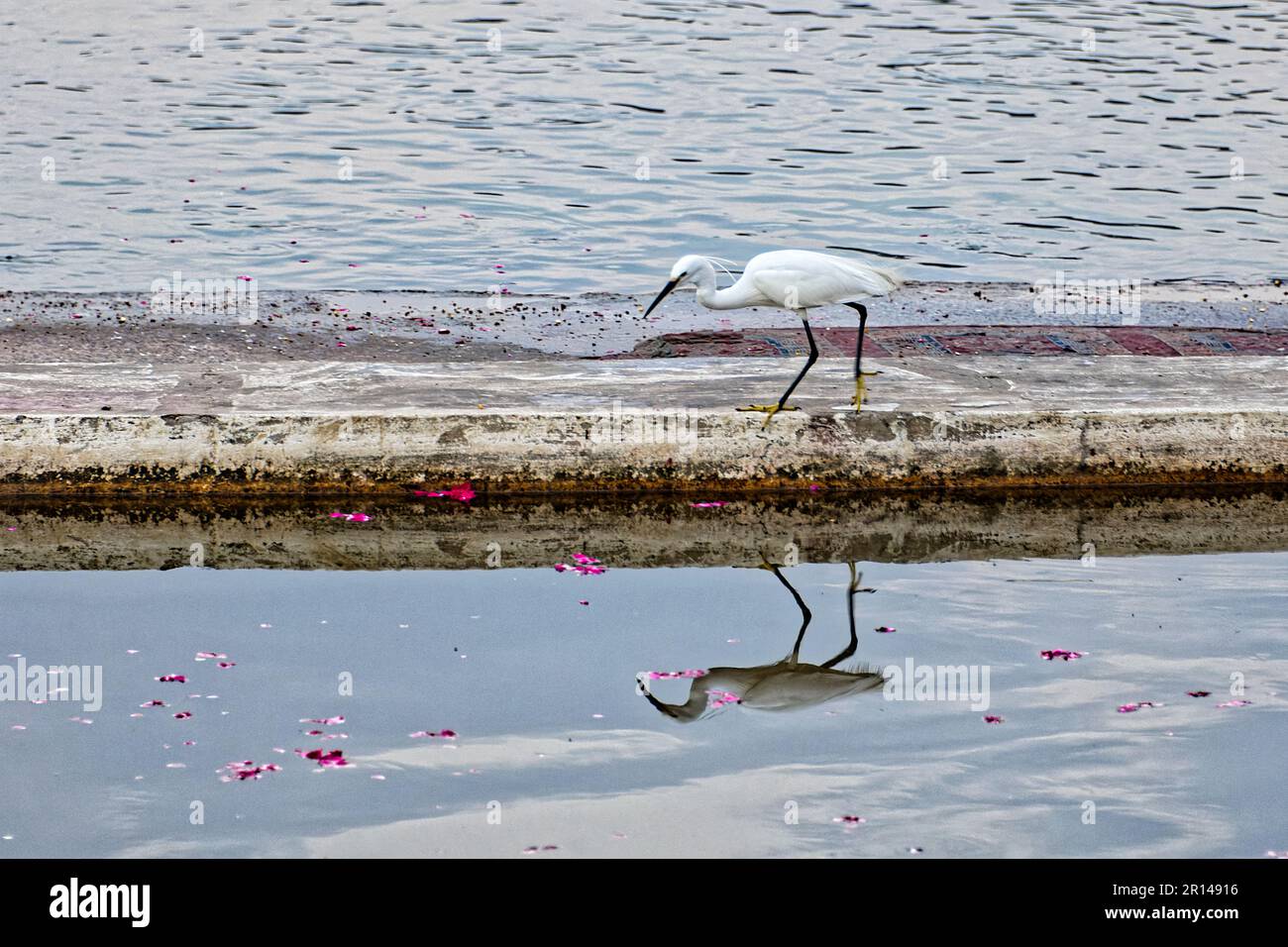 Animal food web hi-res stock photography and images - Alamy