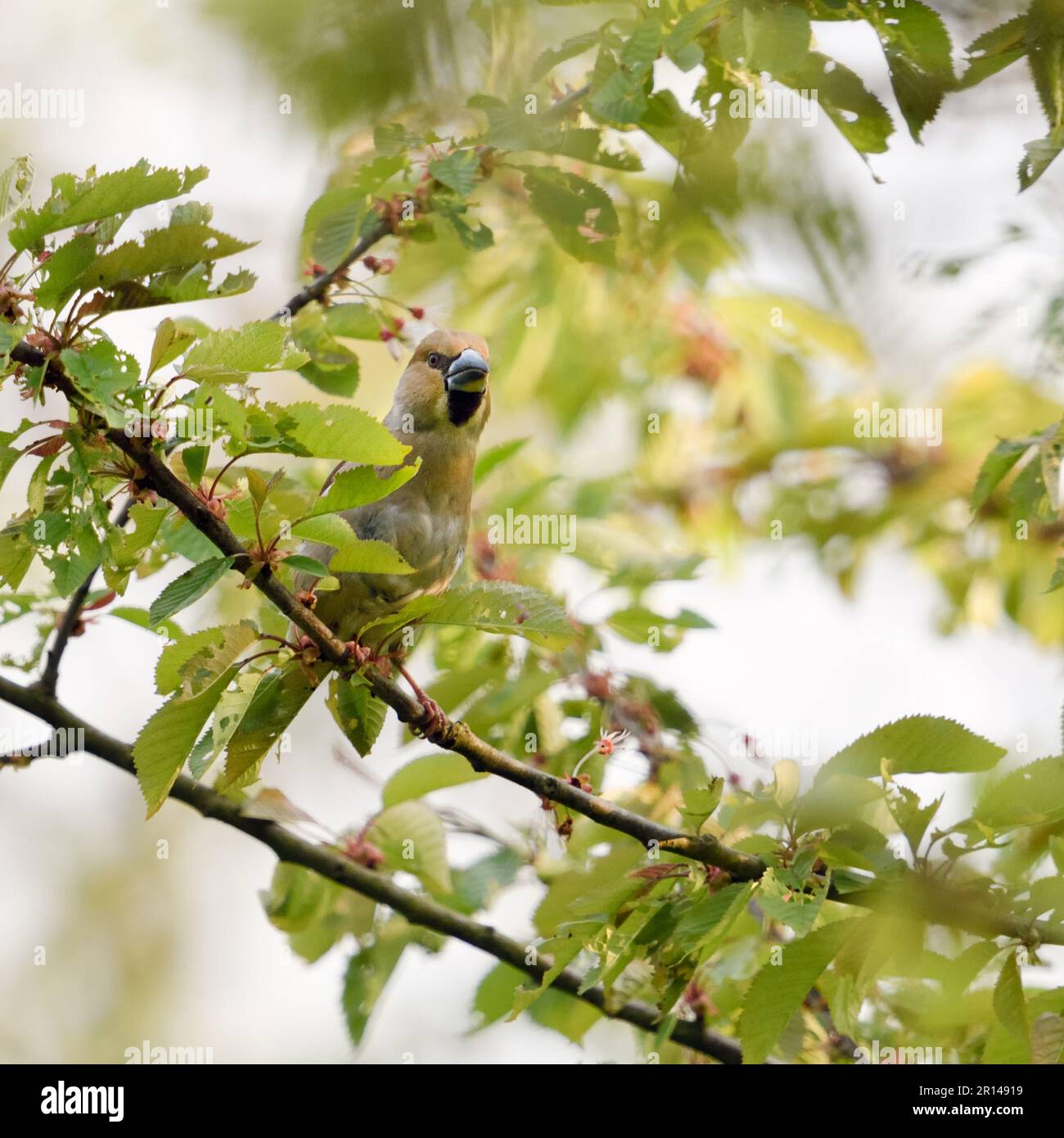 the largest among the native finches... Hawfinch ( Coccothraustes ...