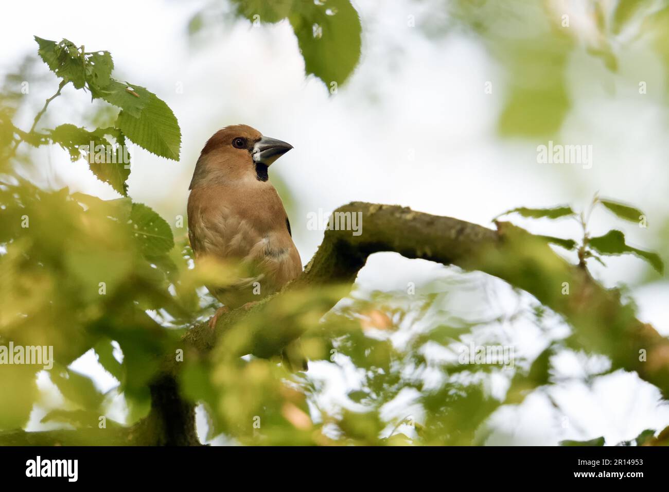 in the treetops... Hawfinch ( Coccothraustes coccothraustes ), female ...