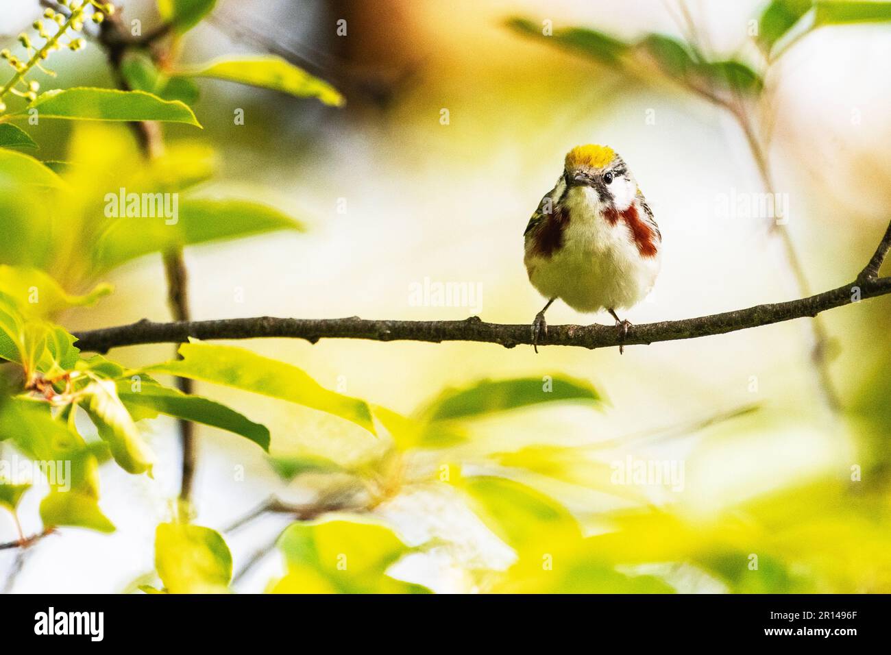 Chestnut-sided warbler during spring migration Stock Photo - Alamy