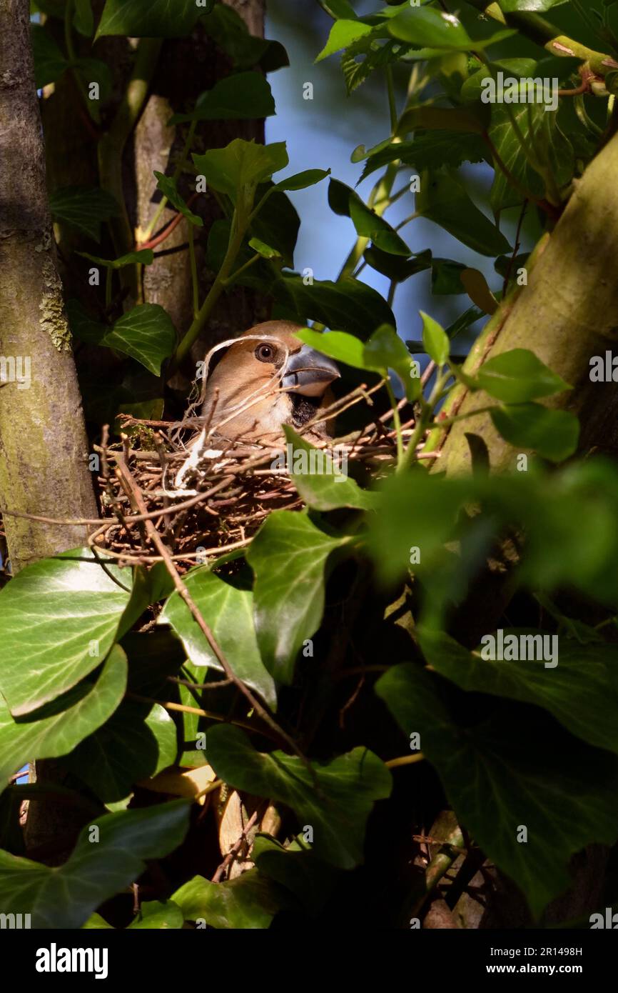 amazingly short nesting time... Hawfinch ( Coccothraustes ...