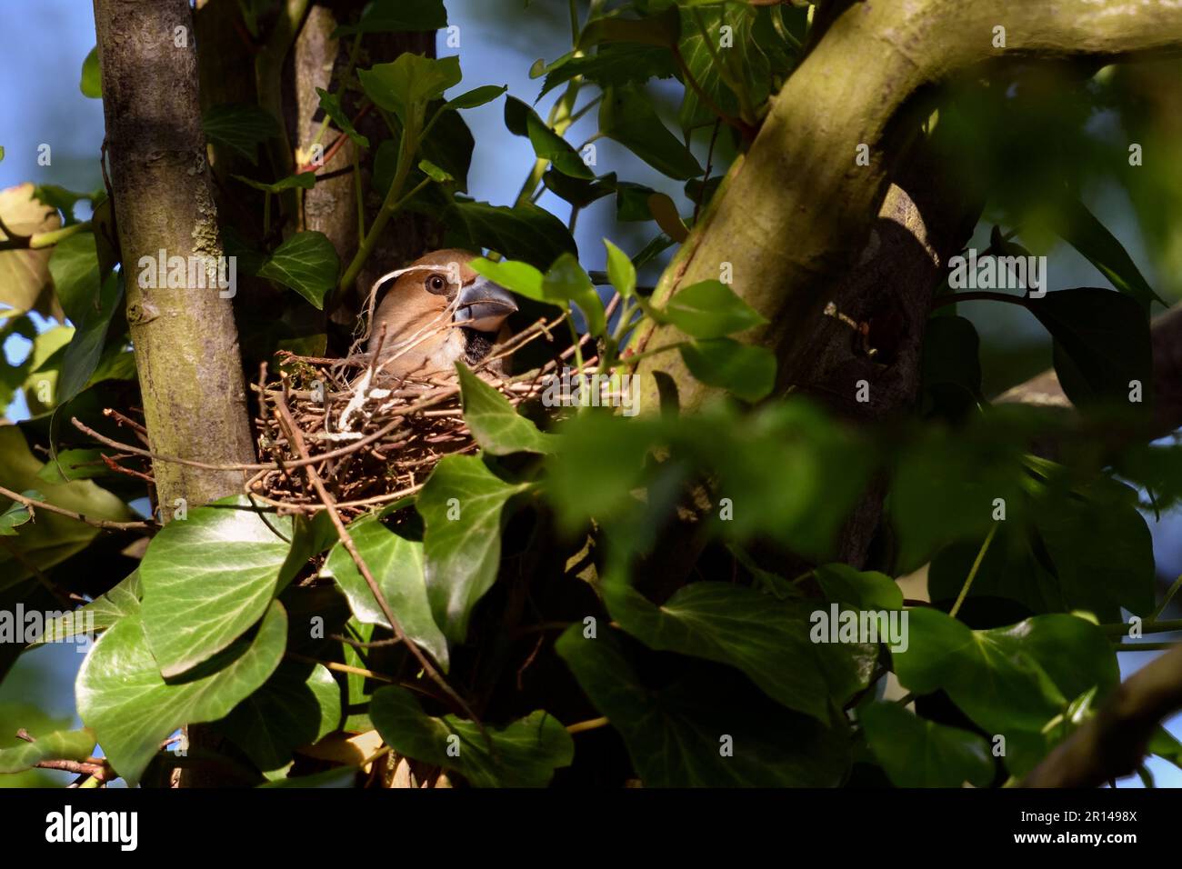 amazingly short nesting time... Hawfinch ( Coccothraustes ...