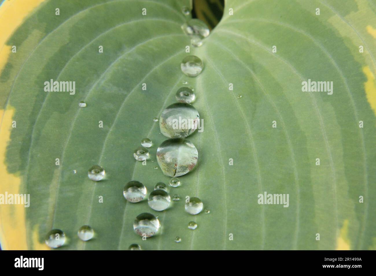 Lily leaf after the rain macro Stock Photo - Alamy