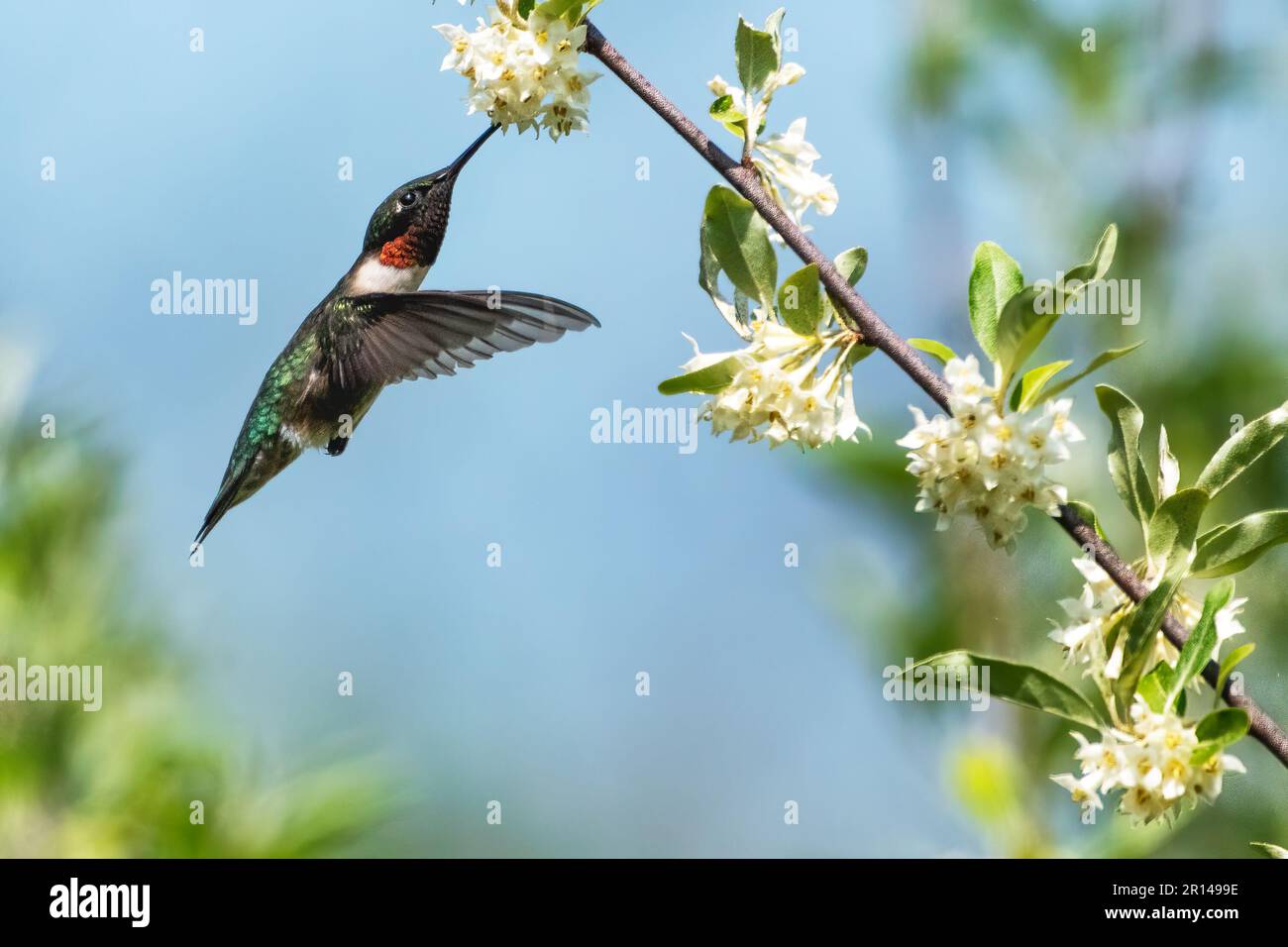Ruby throated hummingbirds hi-res stock photography and images - Alamy