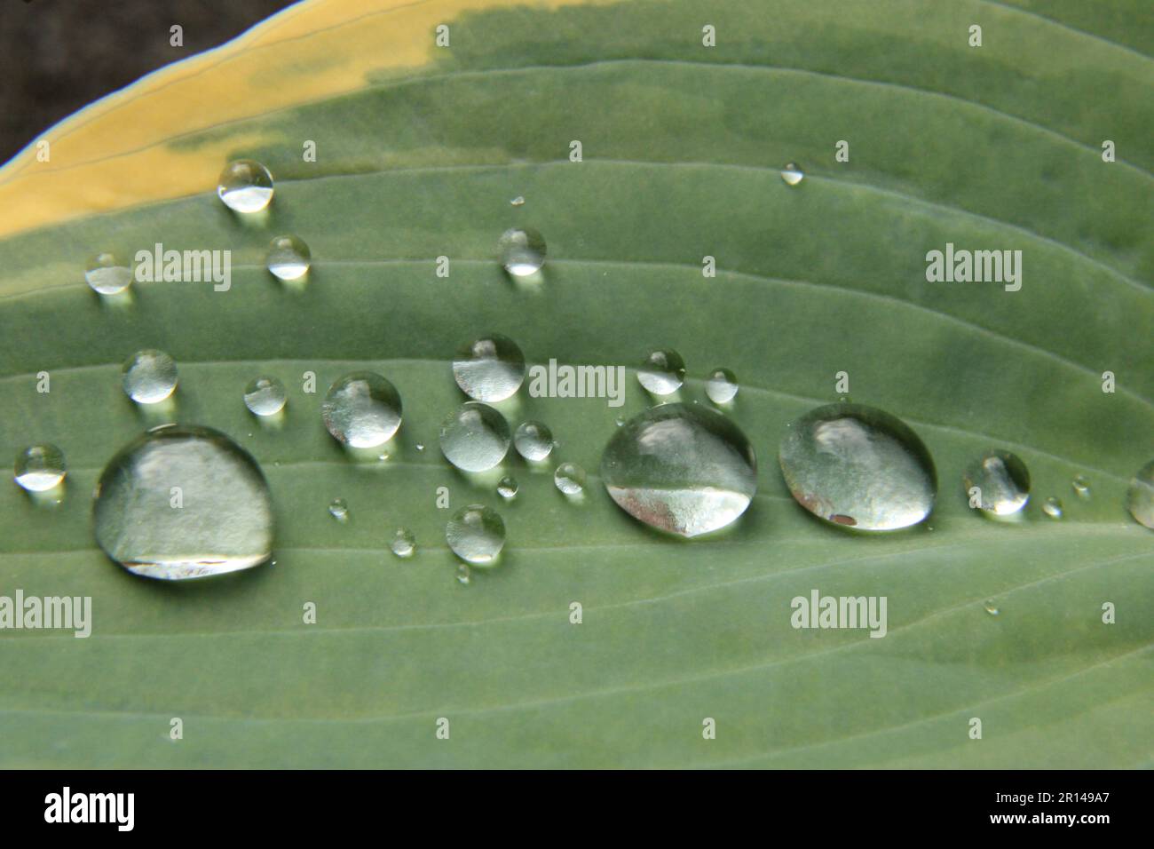 Lily leaf with water droplets macro Stock Photo - Alamy