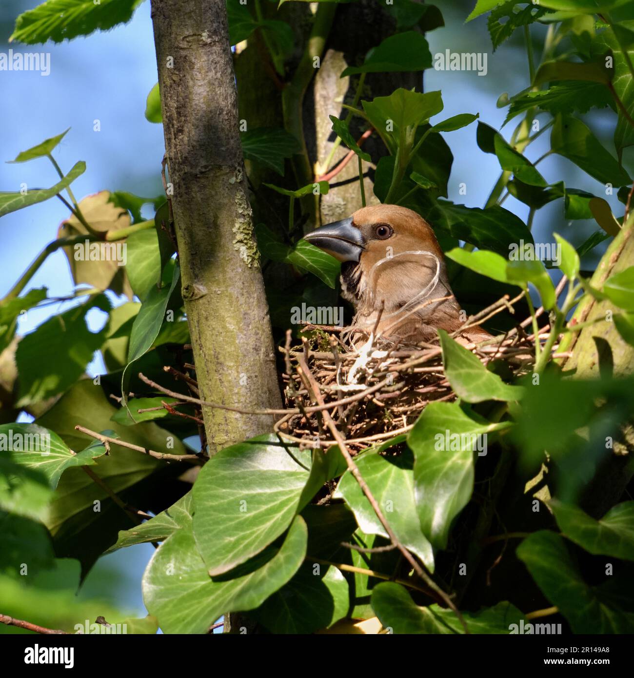 a short quick look ... Hawfinch ( Coccothraustes coccothraustes ...