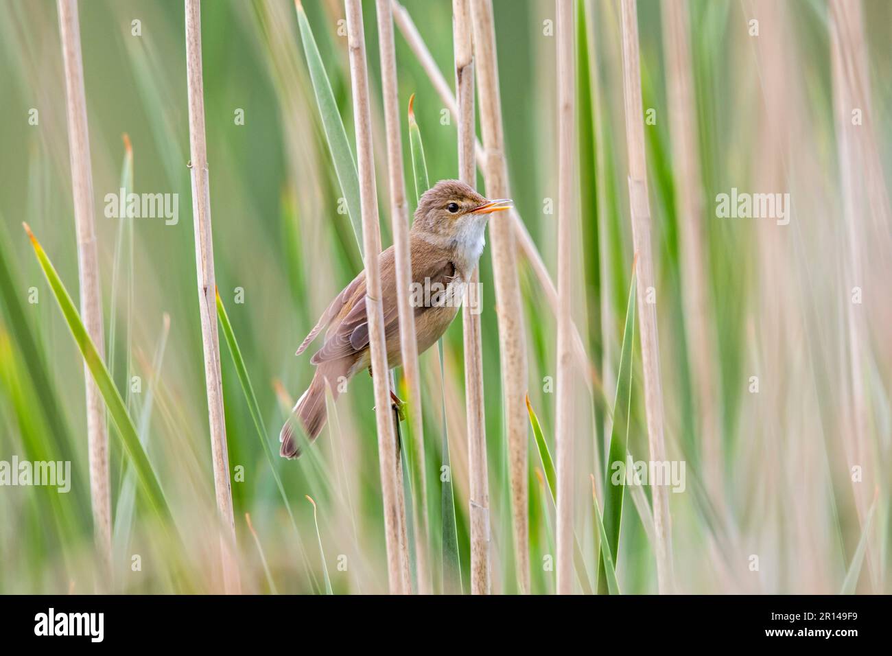 Common reed warbler (Acrocephalus scirpaceus) perched in reedbed along ...