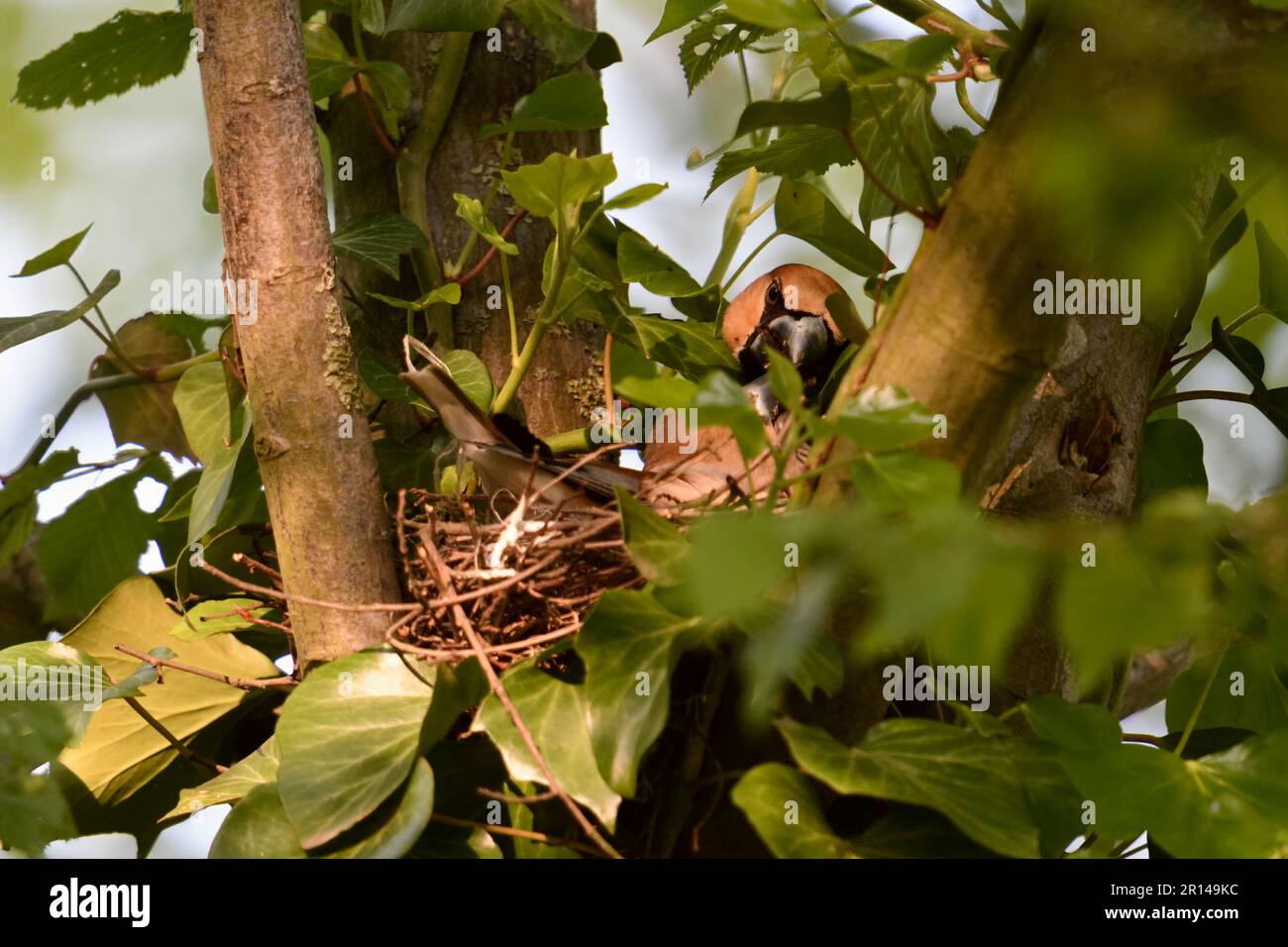 Task sharing... Hawfinch ( Coccothraustes coccothraustes ), male ...