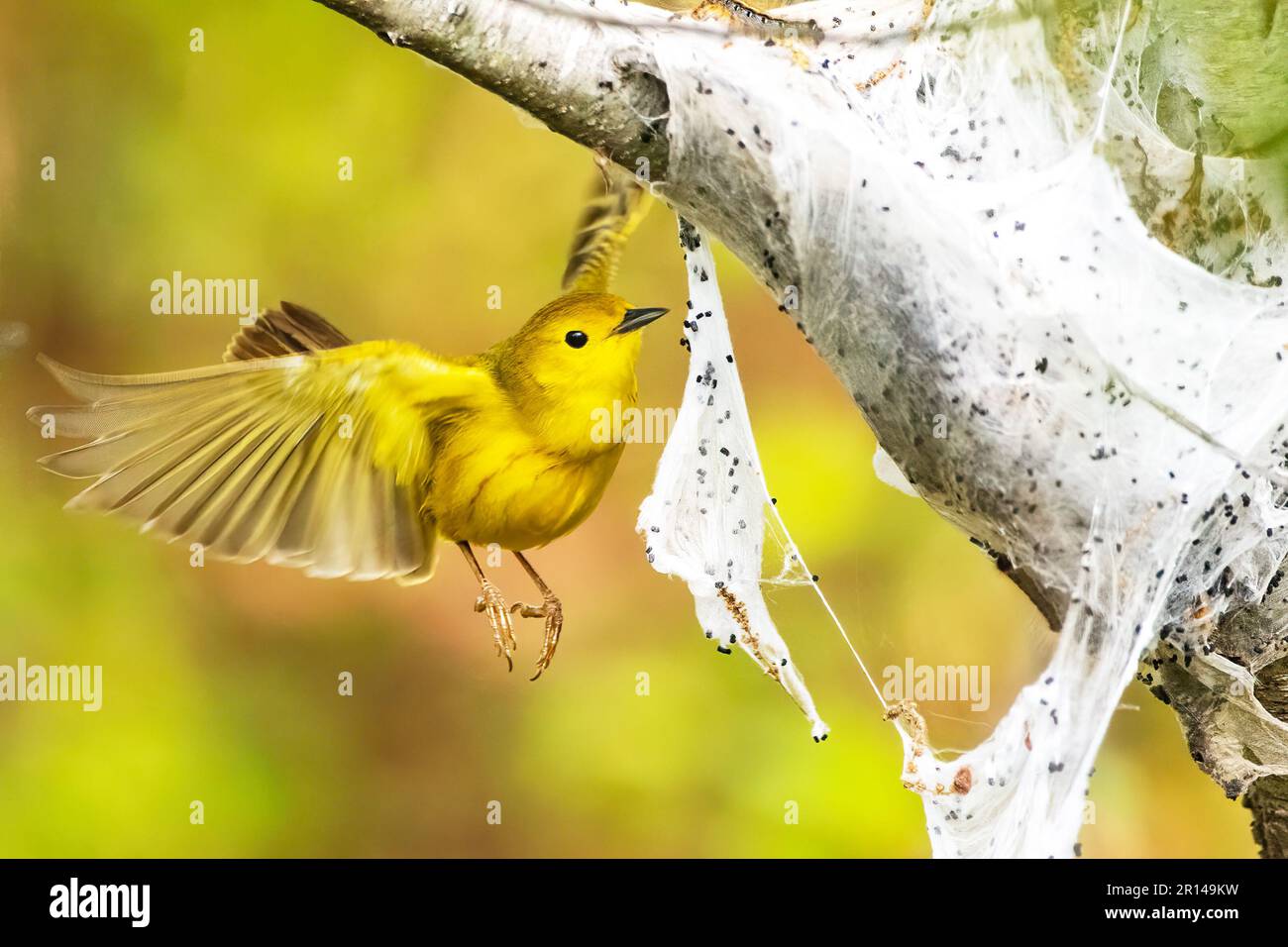 Yellow warbler gathering silk from tent caterpillar nest to build its ...