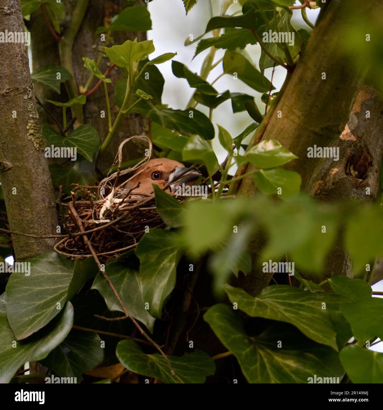 lying deep in the nest... Hawfinch ( Coccothraustes coccothraustes ...