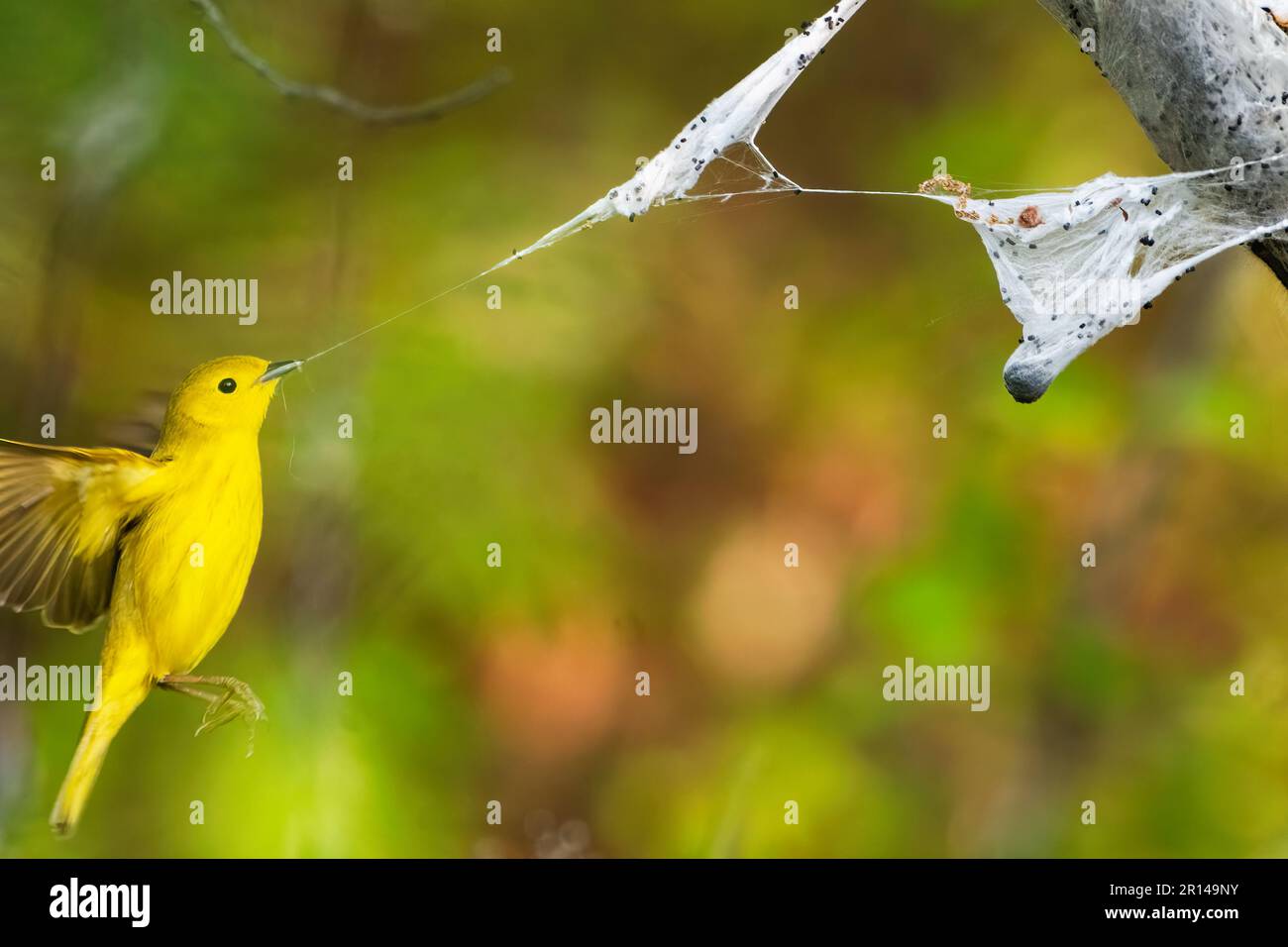 Yellow warbler gathering silk from tent caterpillar nest to build its ... Yellow warbler gathering silk from tent caterpillar nest to build its ...