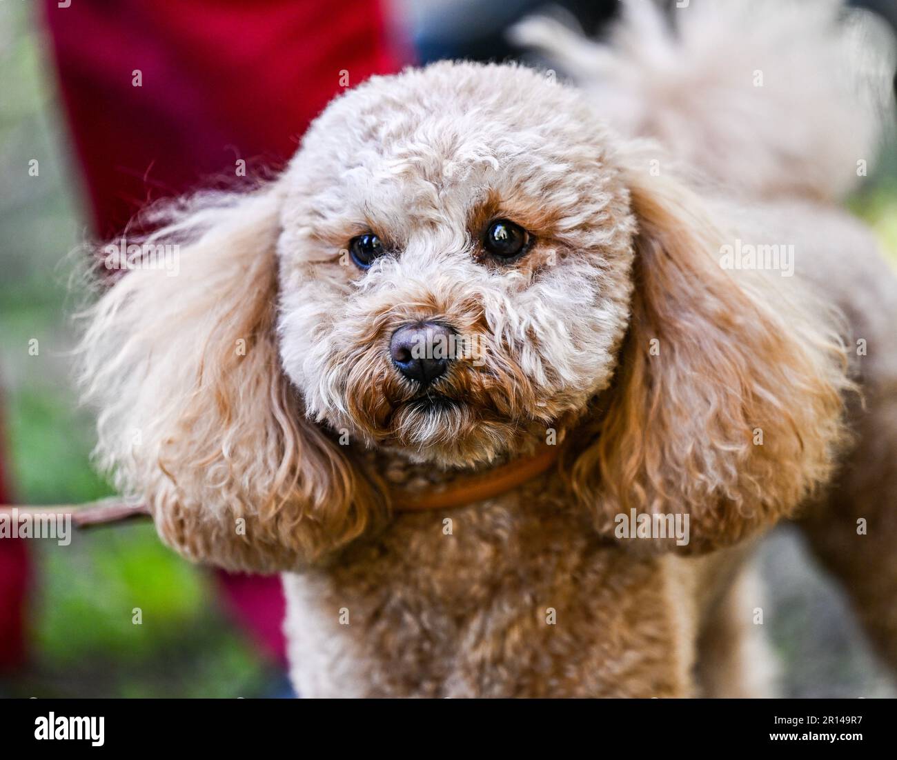 The Crown Princess Family´s dog Rio during an excursion at Hjälstaviken ...