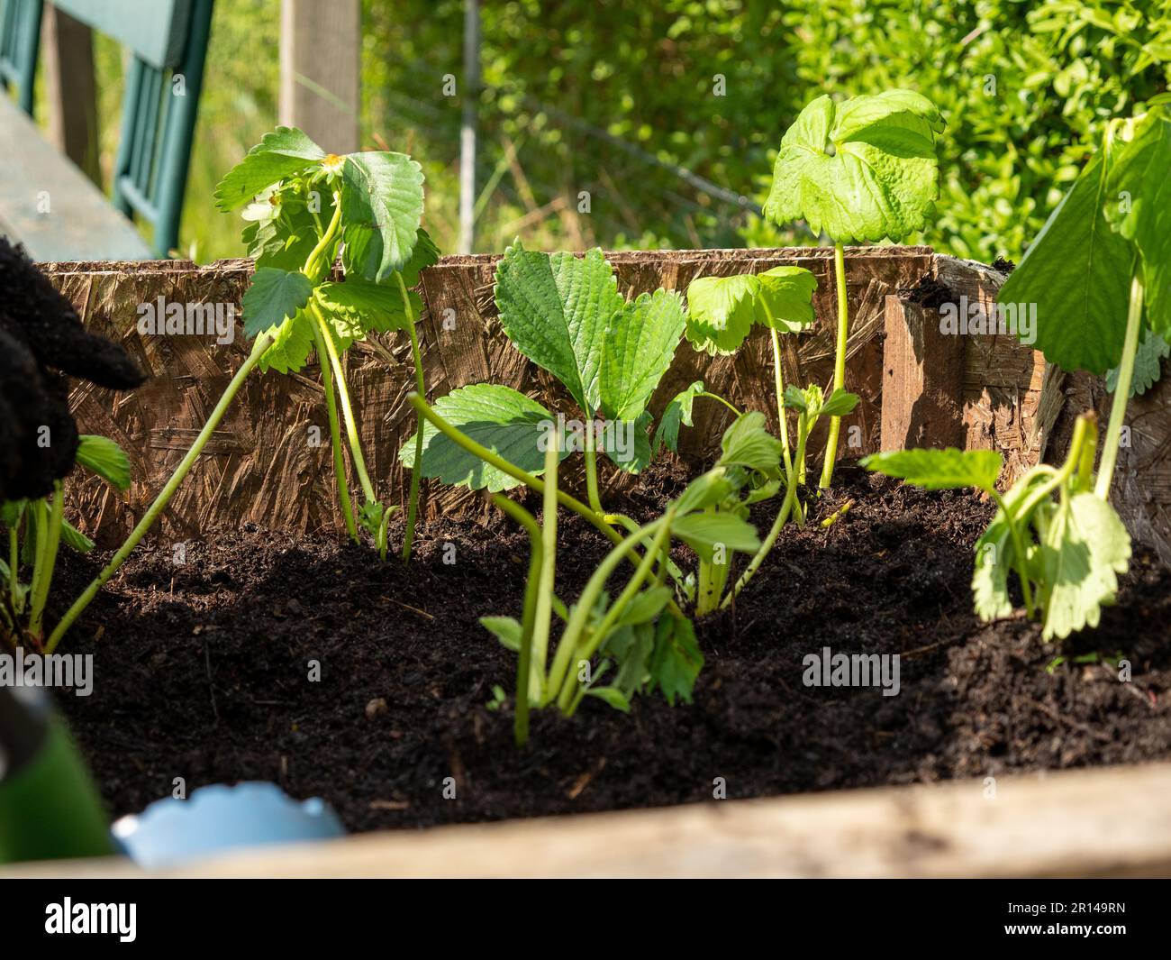 Seedling of strawberries. Planting strawberries with a garden shovel in ...