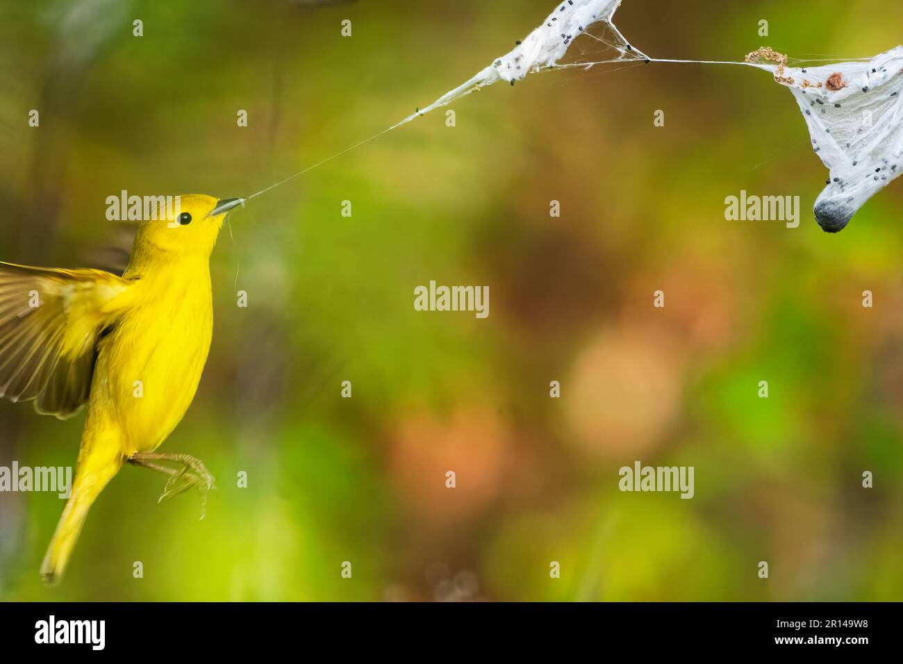 Yellow warbler gathering silk from tent caterpillar nest to build its ...