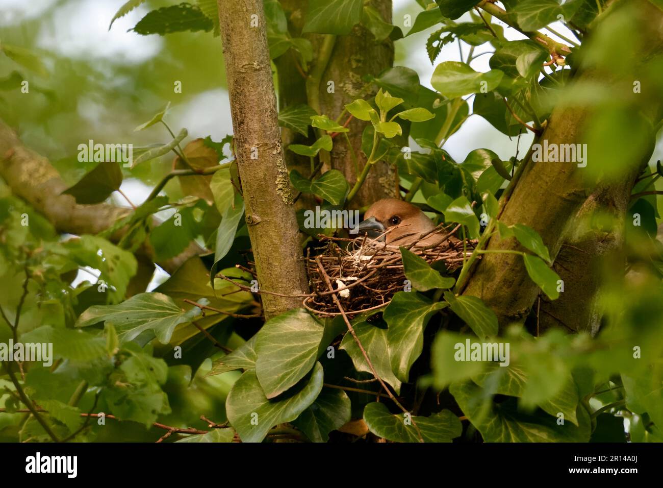 rare observation... Hawfinch ( Coccothraustes coccothraustes ) on the ...