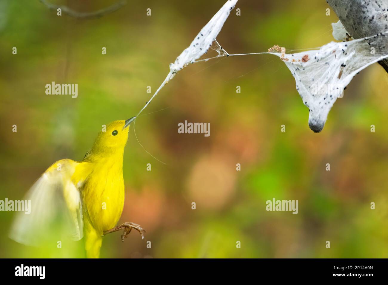 Yellow warbler gathering silk from tent caterpillar nest to build its ...