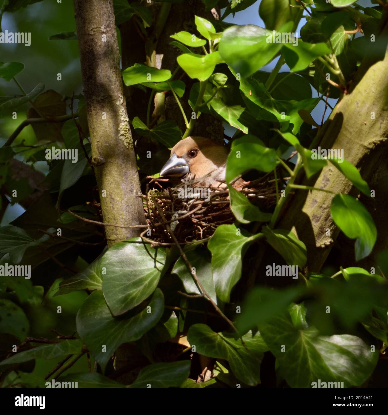 in the light spot... Hawfinch ( Coccothraustes coccothraustes ) at ...