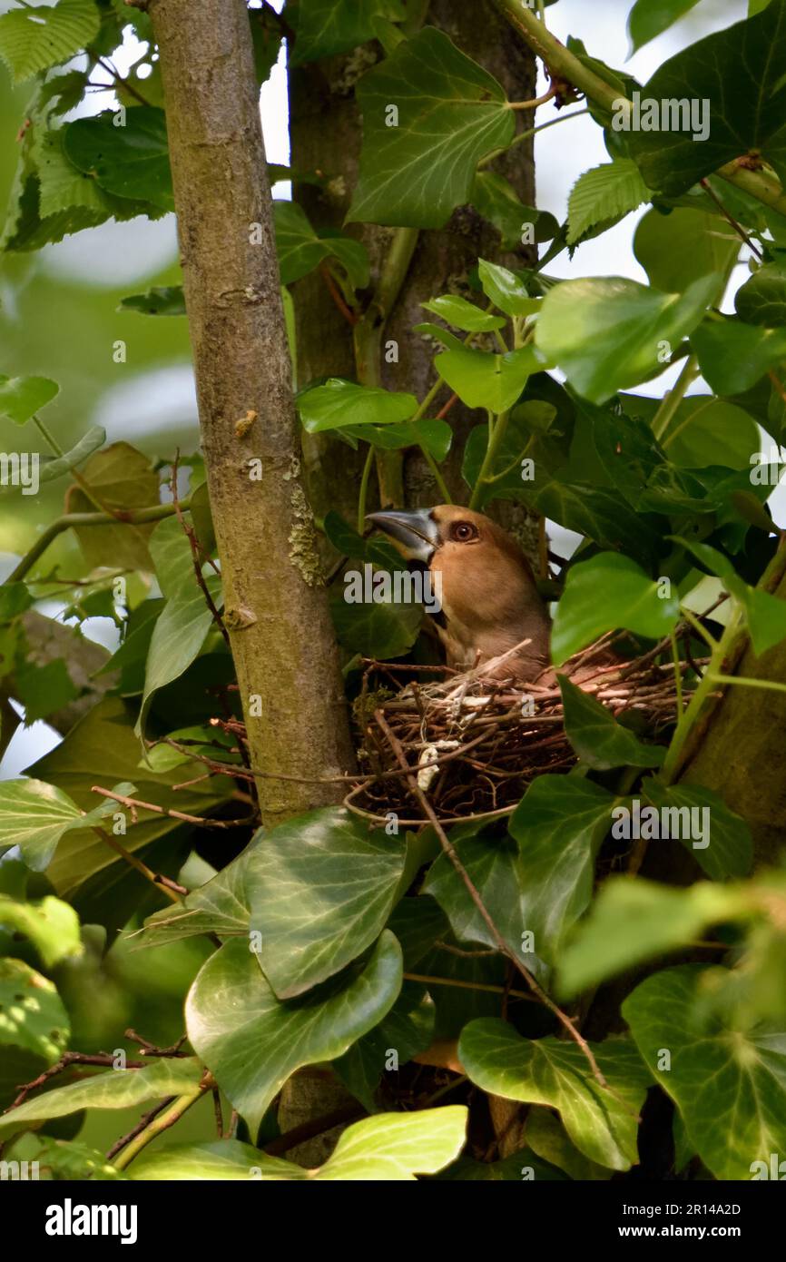 Enticement... Hawfinch ( Coccothraustes coccothraustes ) at nesting ...