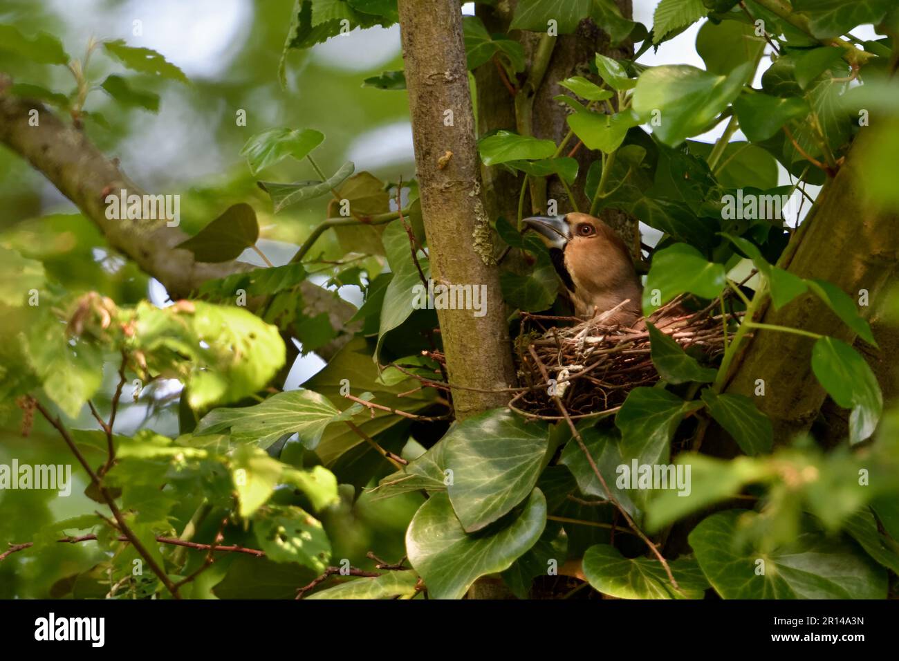 Enticement... Hawfinch ( Coccothraustes coccothraustes ) at nesting ...