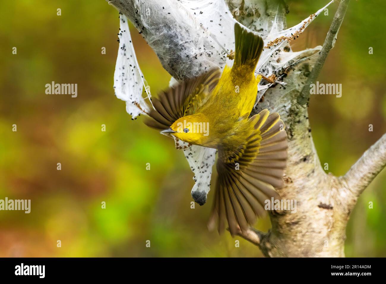 Yellow warbler gathering silk from tent caterpillar nest to build its ...
