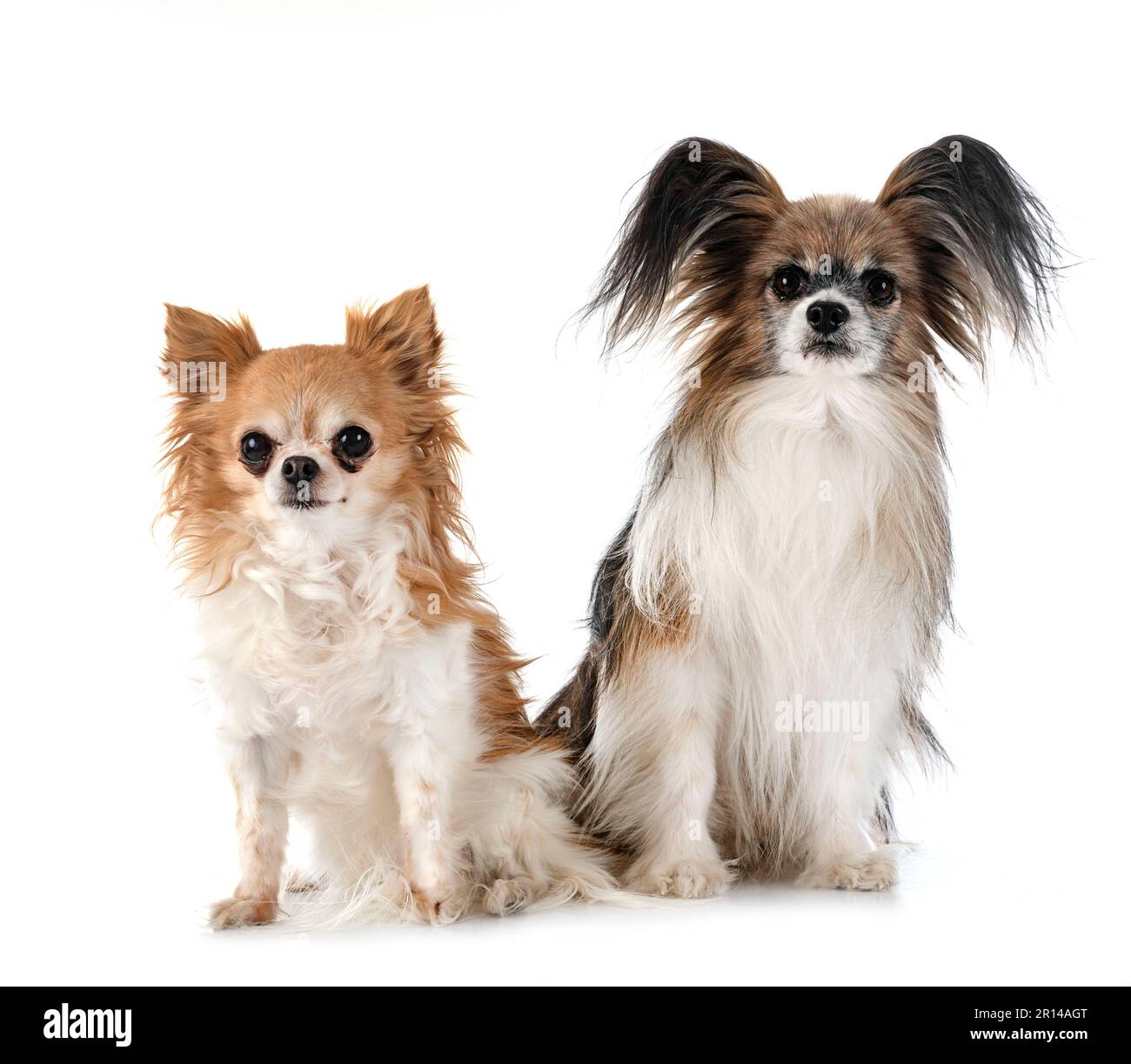 old papillon dog and chihuahua in front of white background Stock Photo ...