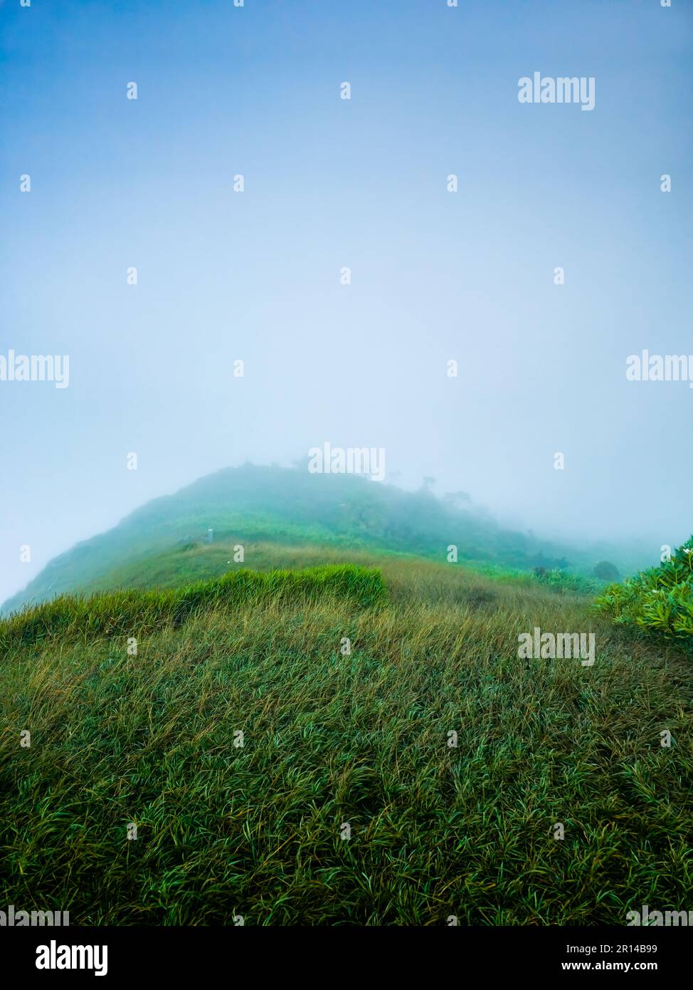 A lush, verdant hillside is shrouded in an ethereal mist, with wispy ...