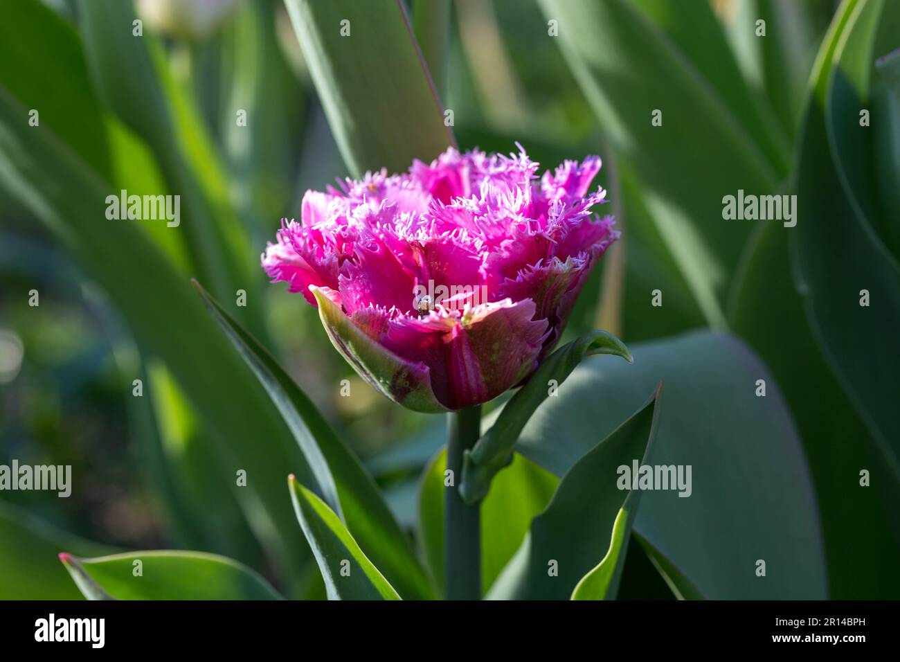 Double flower of purple tulip, petals with a dense fringe Stock Photo ...