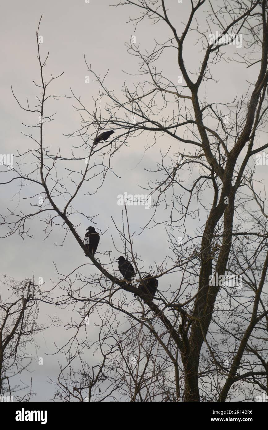 Turkey vultures (Cathartes aura) perch in a tree in Virginia, USA Stock ...