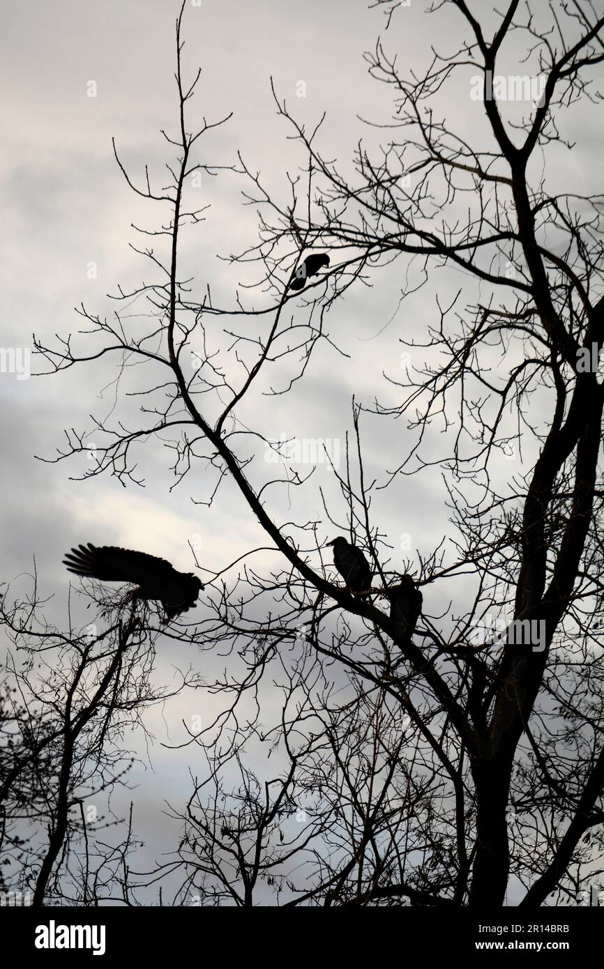 Turkey vultures (Cathartes aura) perch in a tree in Virginia, USA Stock ...