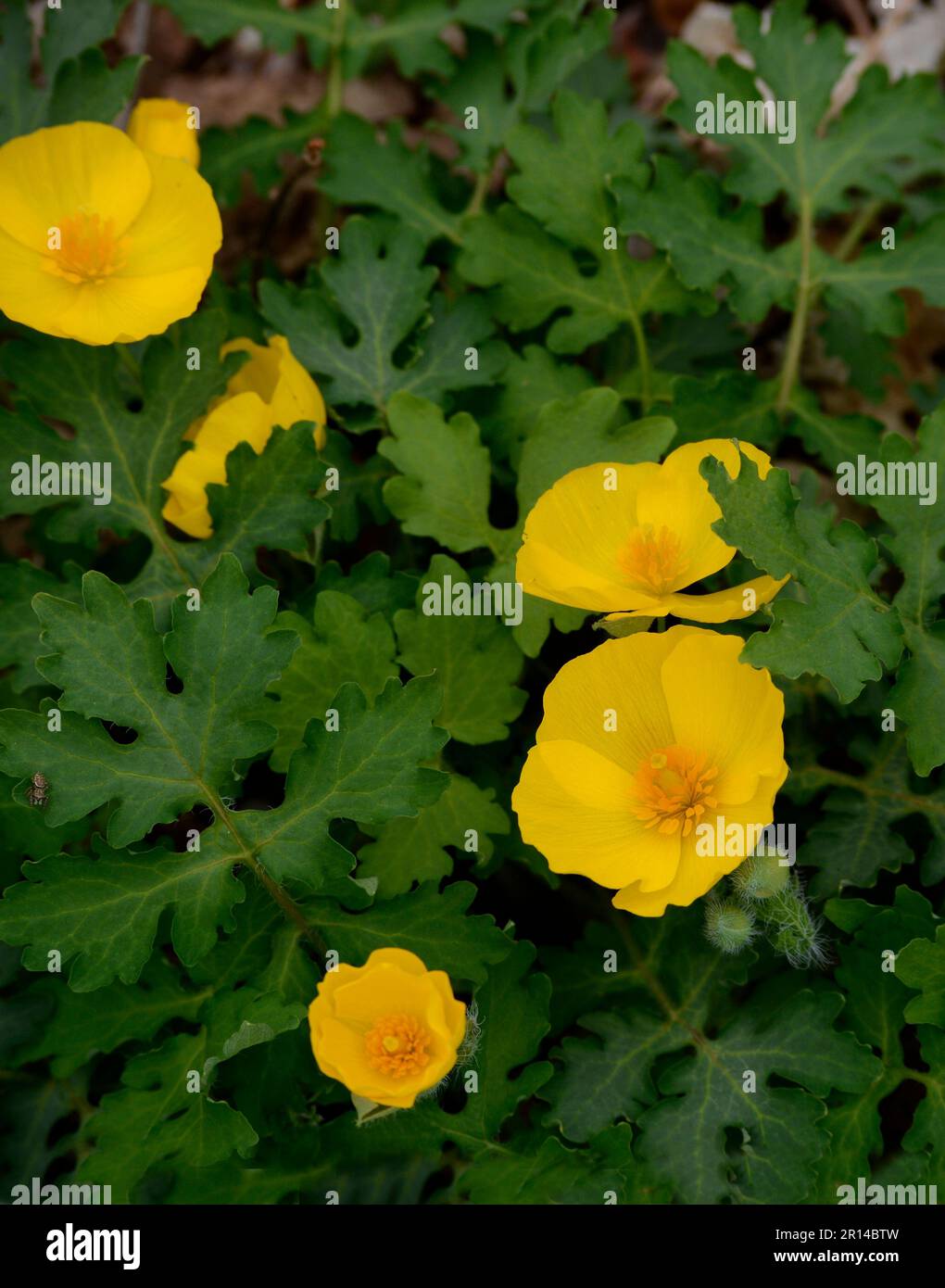 A woodland poppy (Stylophorum diphyllum), aka Celandine popy and wood ...