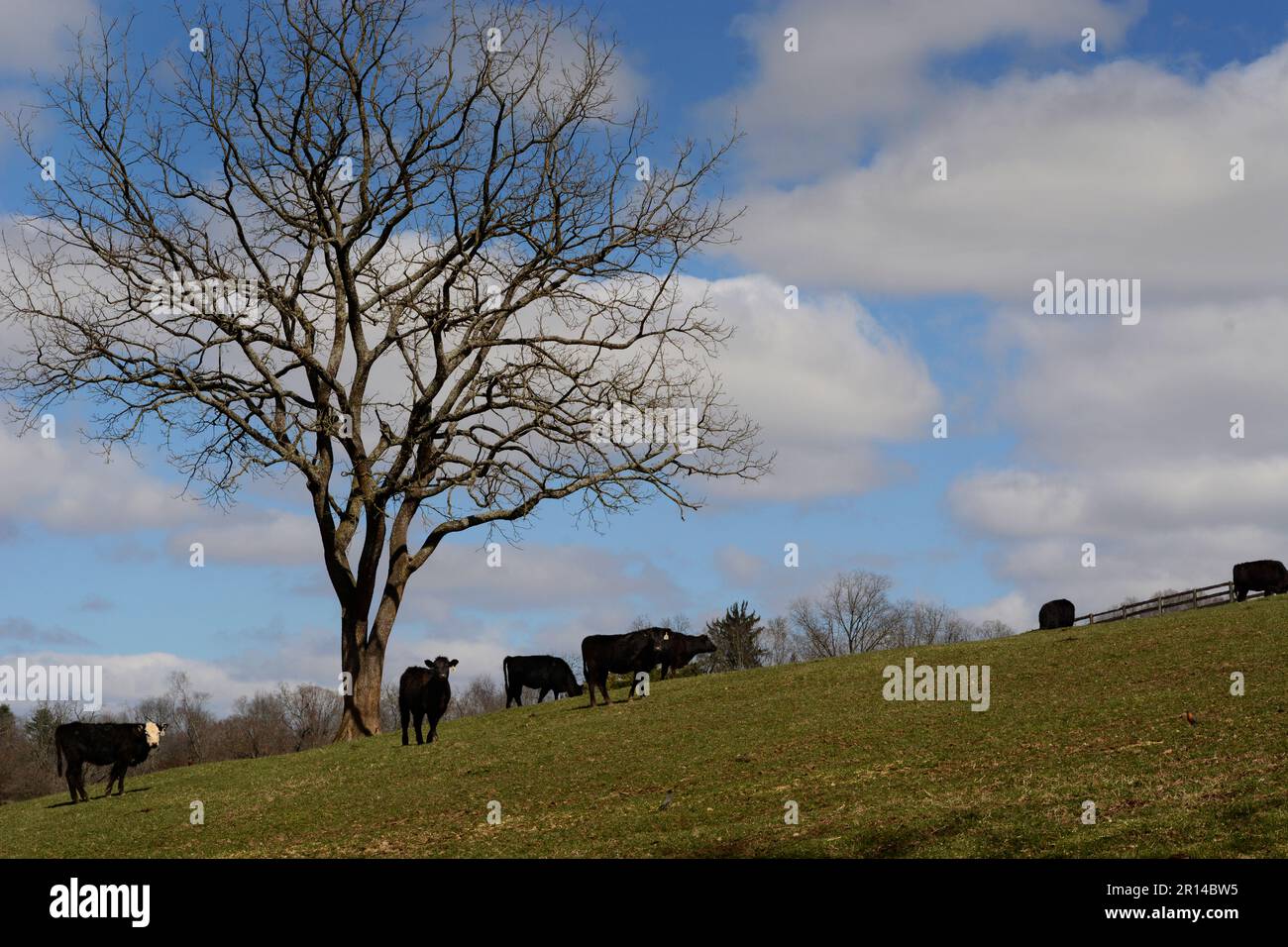 Cattle graze in a pasture on a farm in Virginia, USA Stock Photo - Alamy