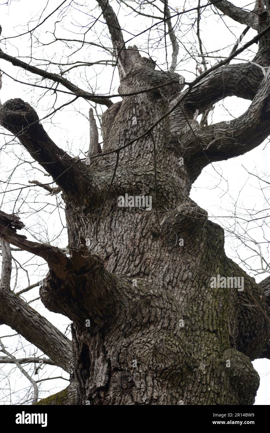An aged oak tree in Abingdon, Virginia, USA Stock Photo - Alamy