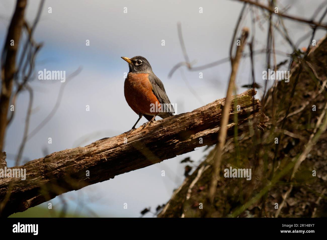 Robin in virginia hi-res stock photography and images - Alamy
