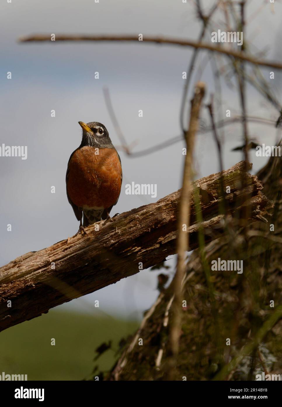 An American robin (Turdus migratorius) in Virginia, USA Stock Photo - Alamy