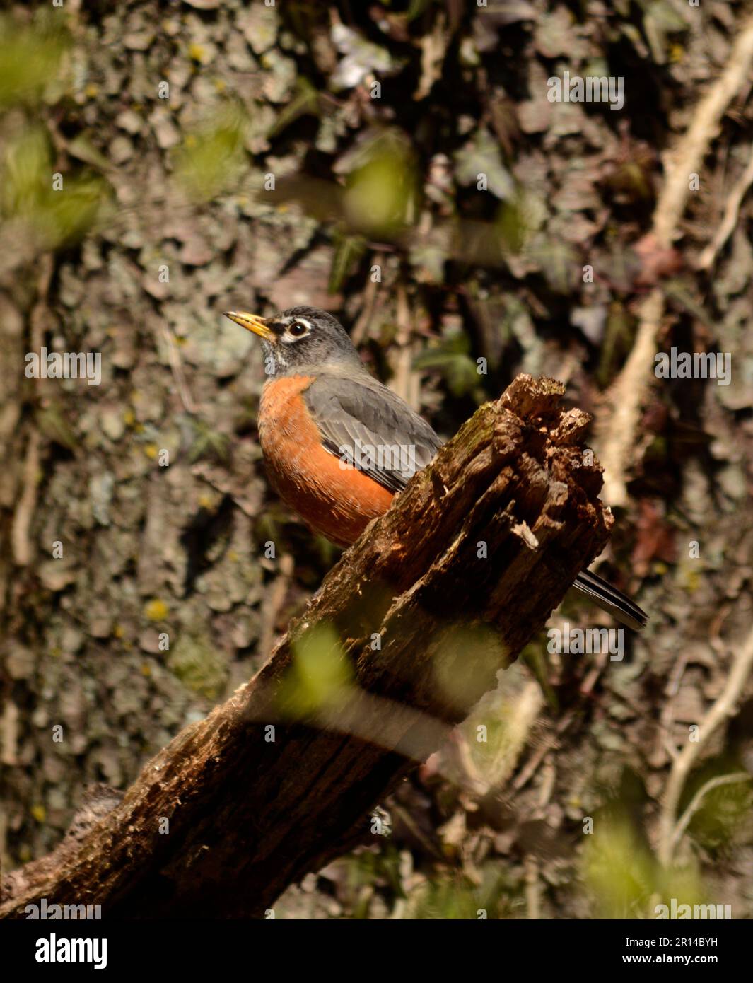 An American robin (Turdus migratorius) in Virginia, USA Stock Photo - Alamy