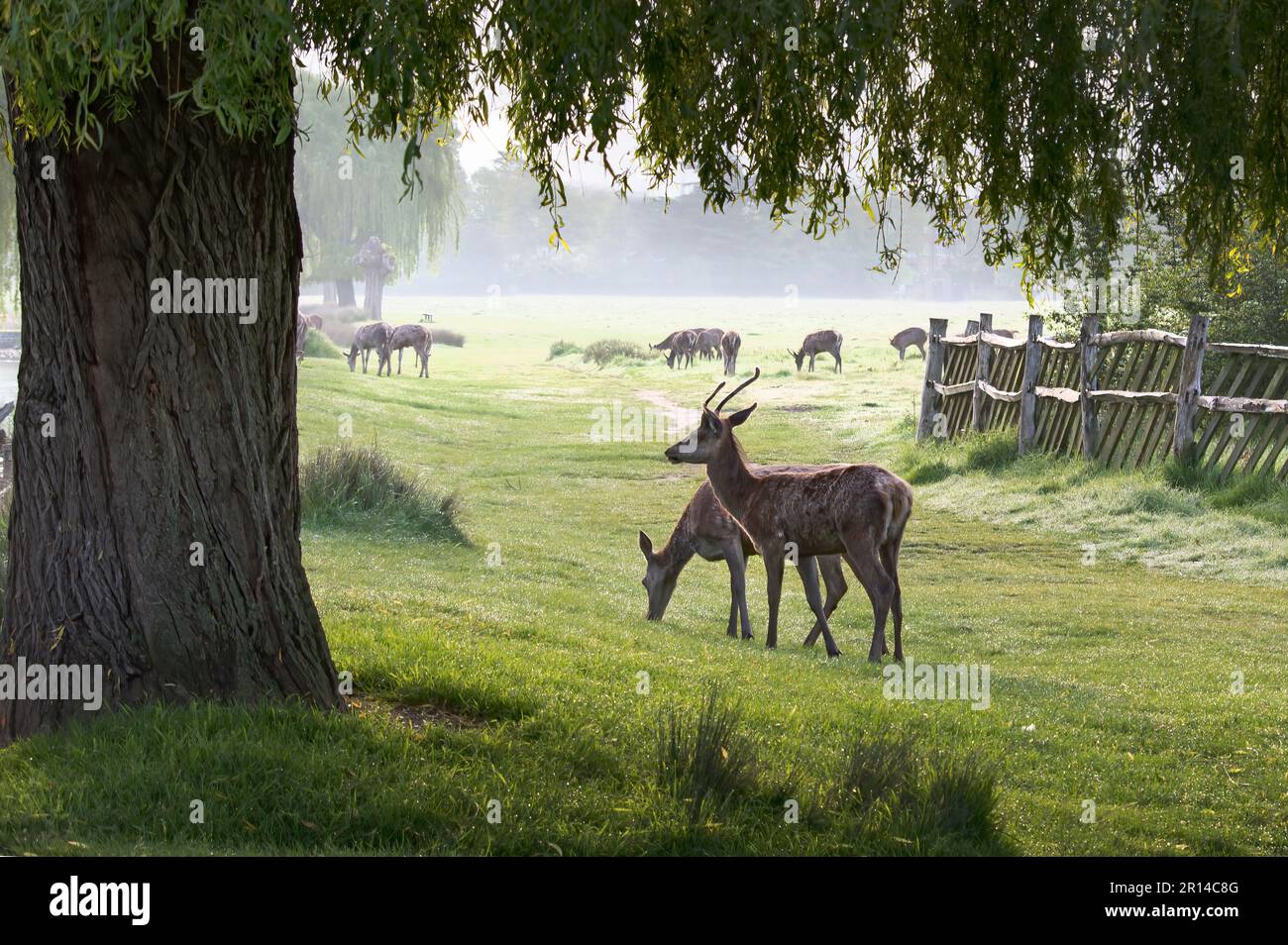 Deer grazing under the willow tree backlit by the morning misty ...