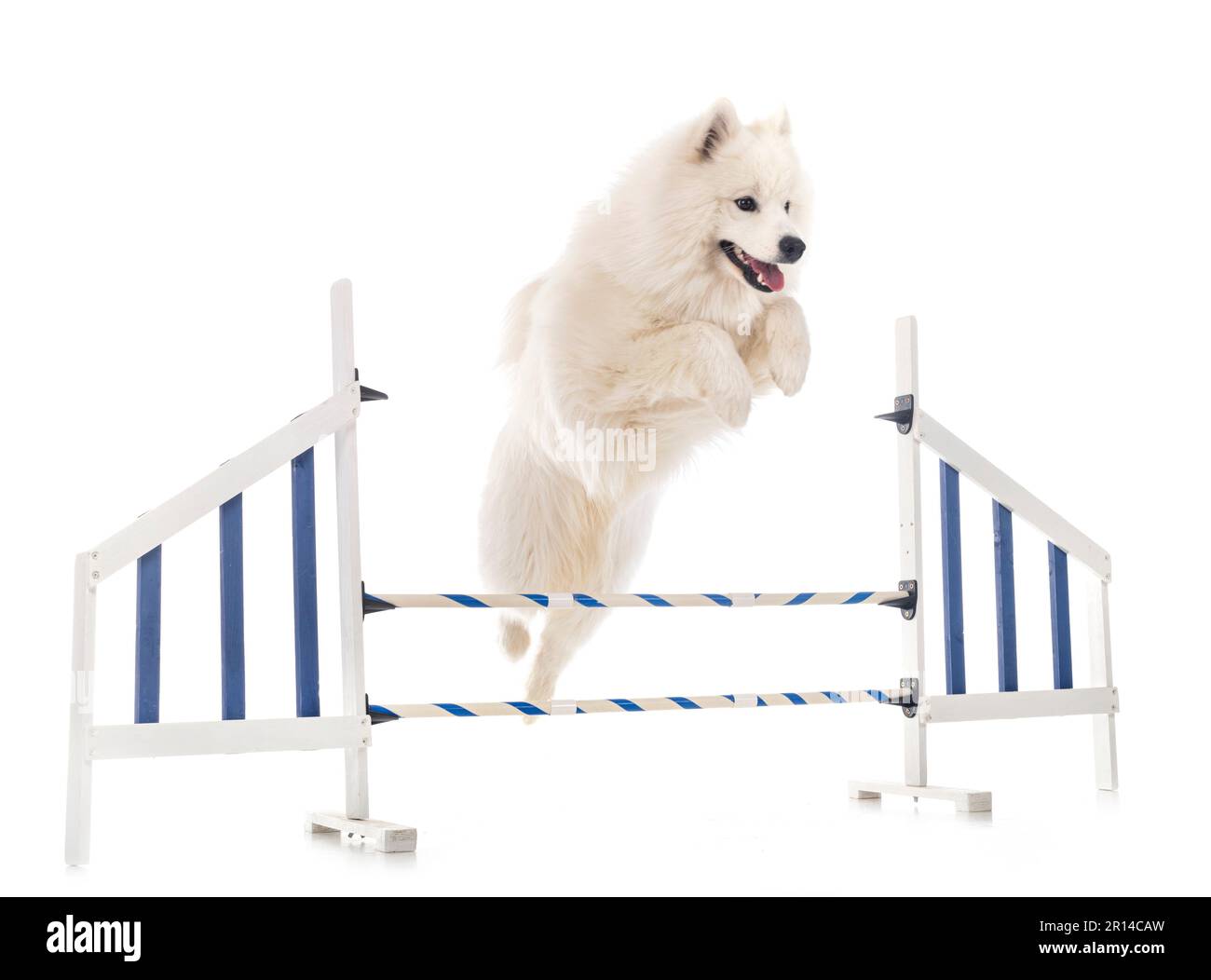 Samoyed jumping hi-res stock photography and images - Alamy