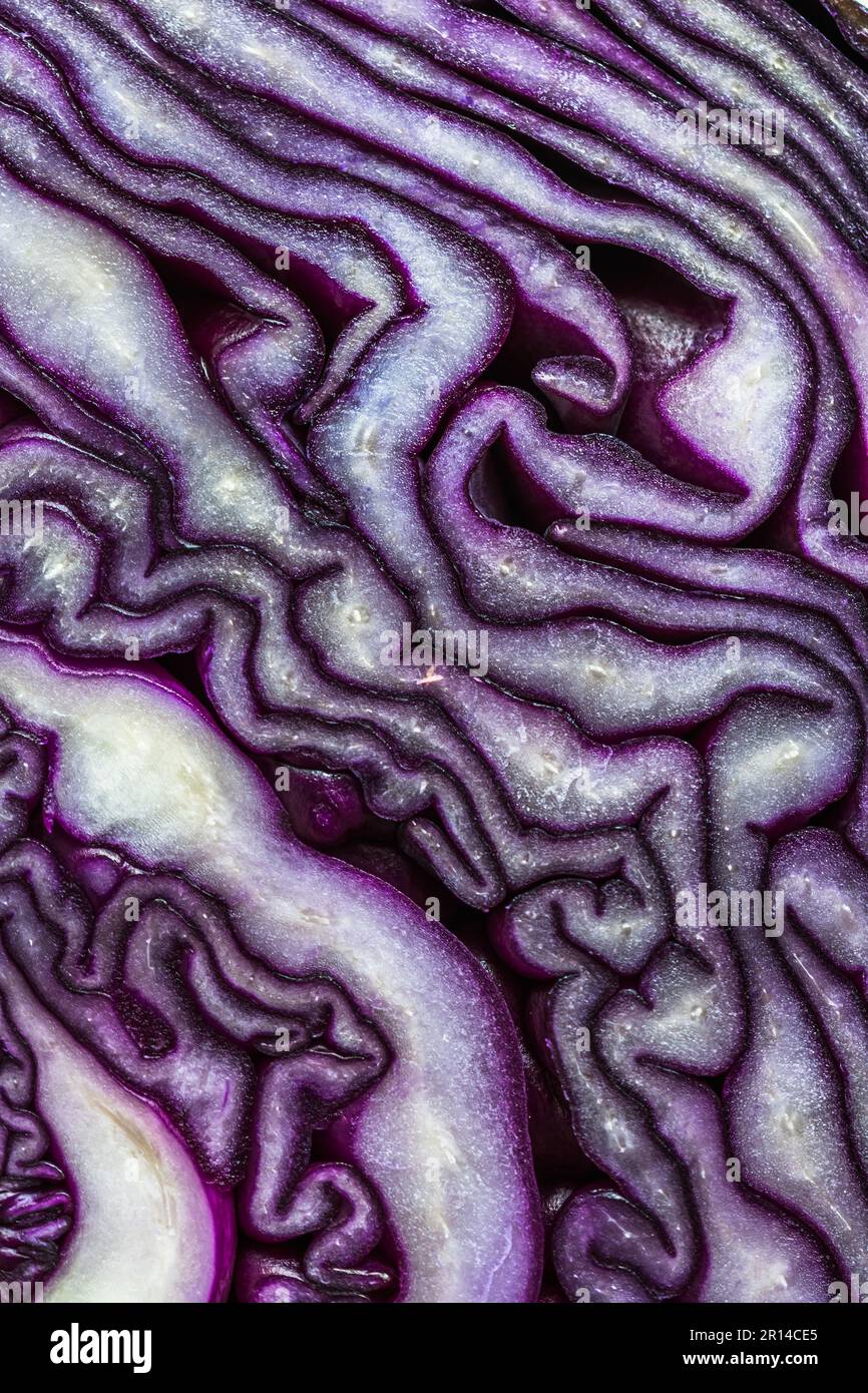 Cross section of red cabbage Stock Photo - Alamy