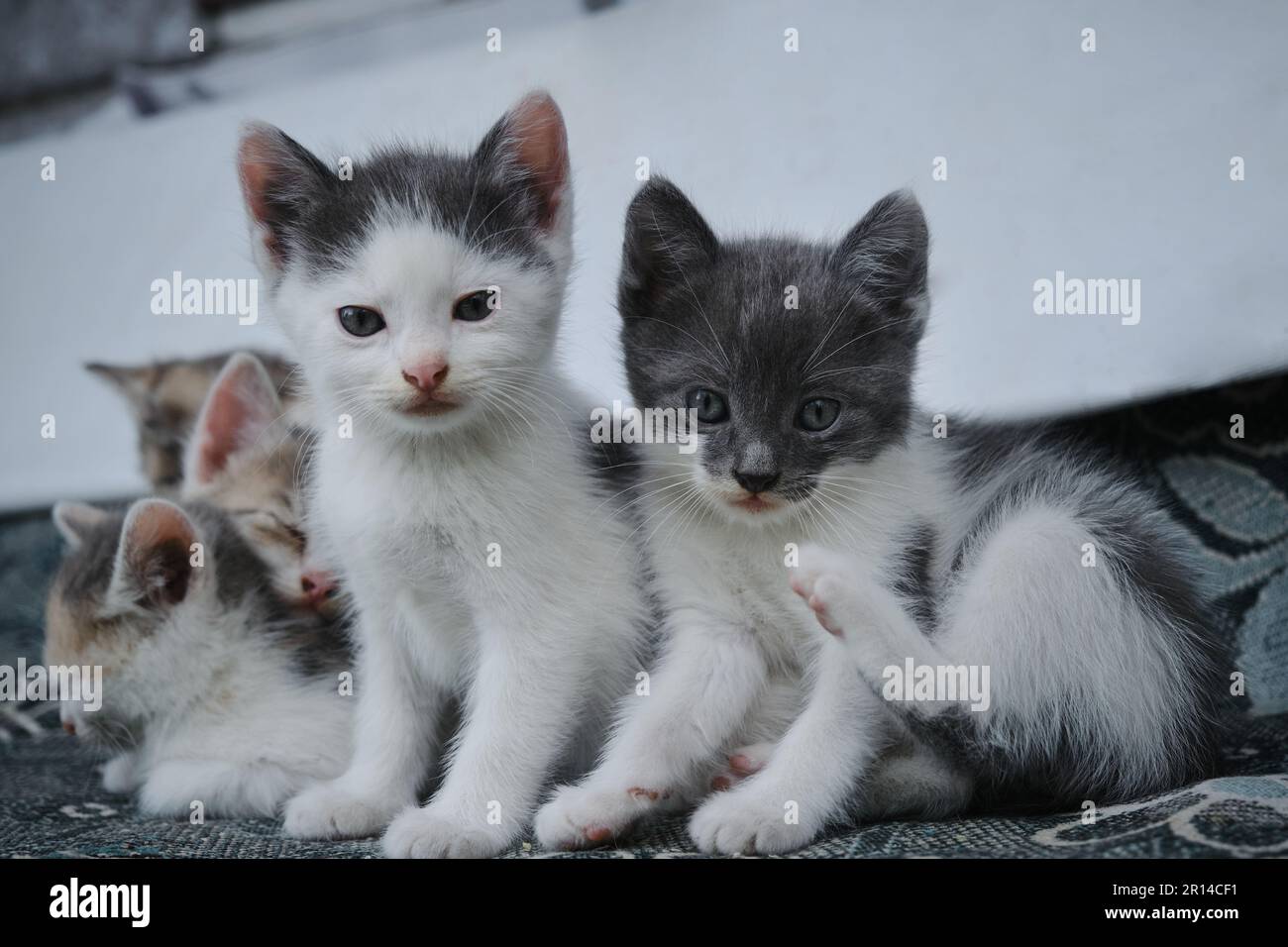 A group of small gray white kittens of same litter. Young cats in group ...