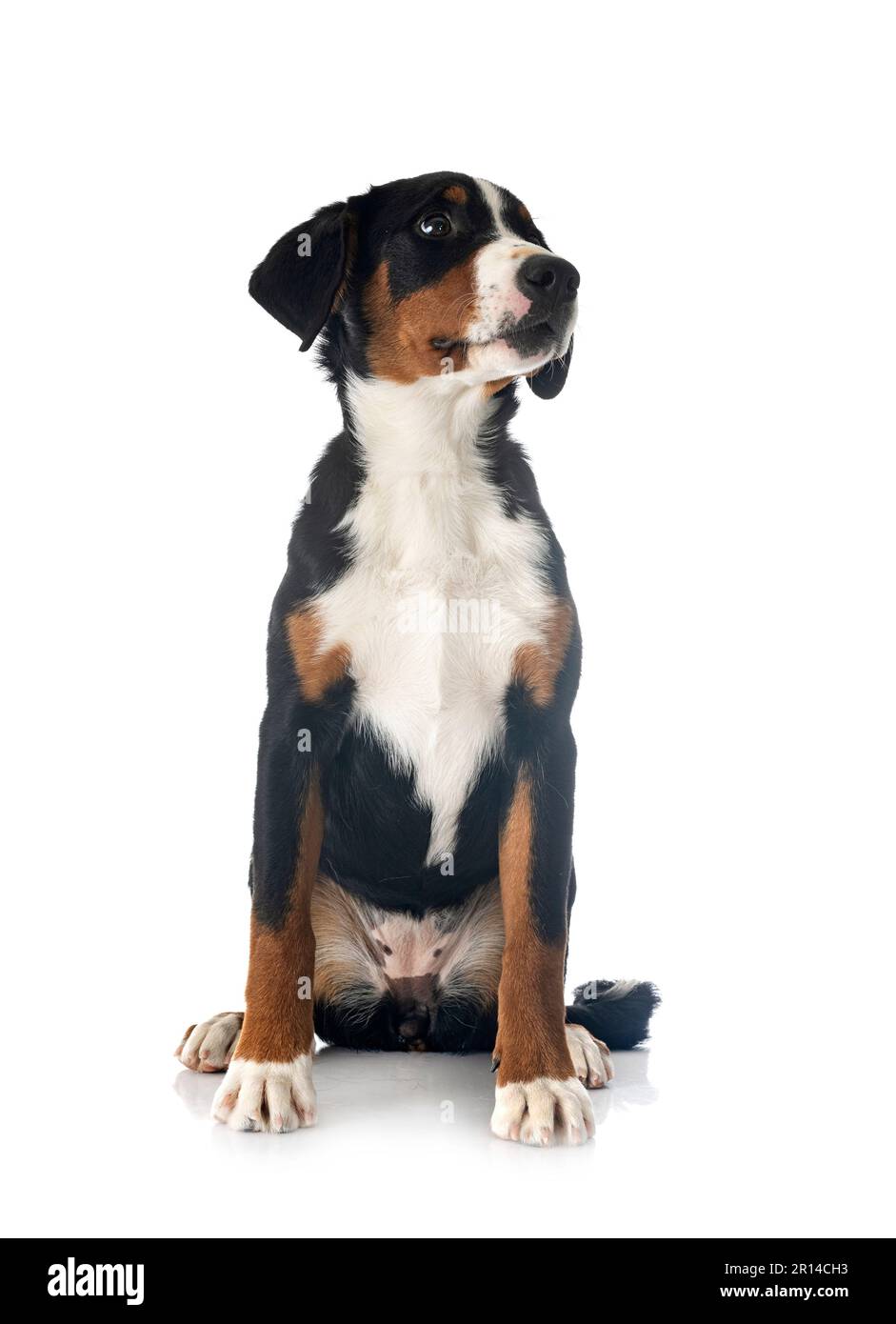 Appenzeller Sennenhund Puppies