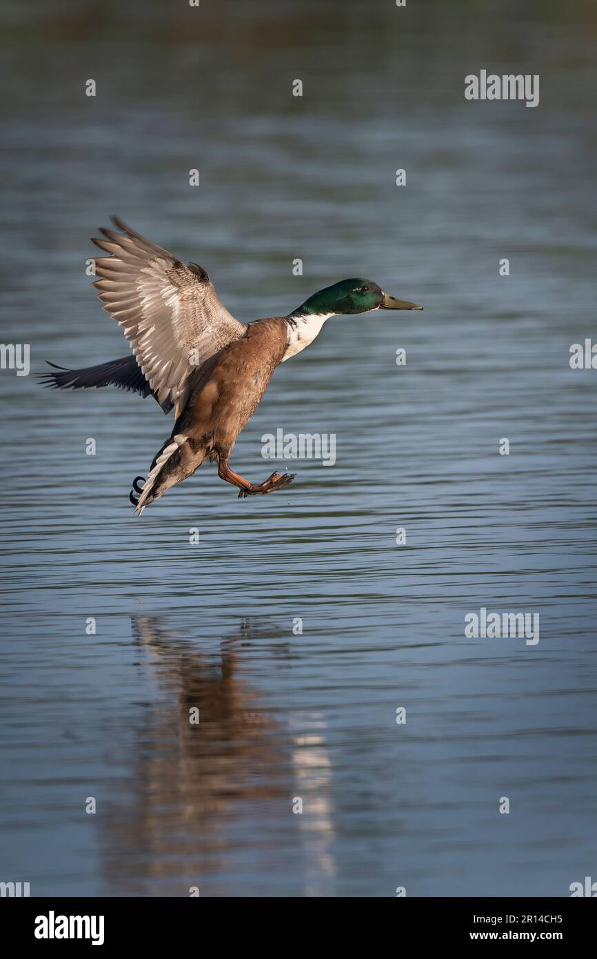 Mallard duck coming into splash landing Stock Photo - Alamy